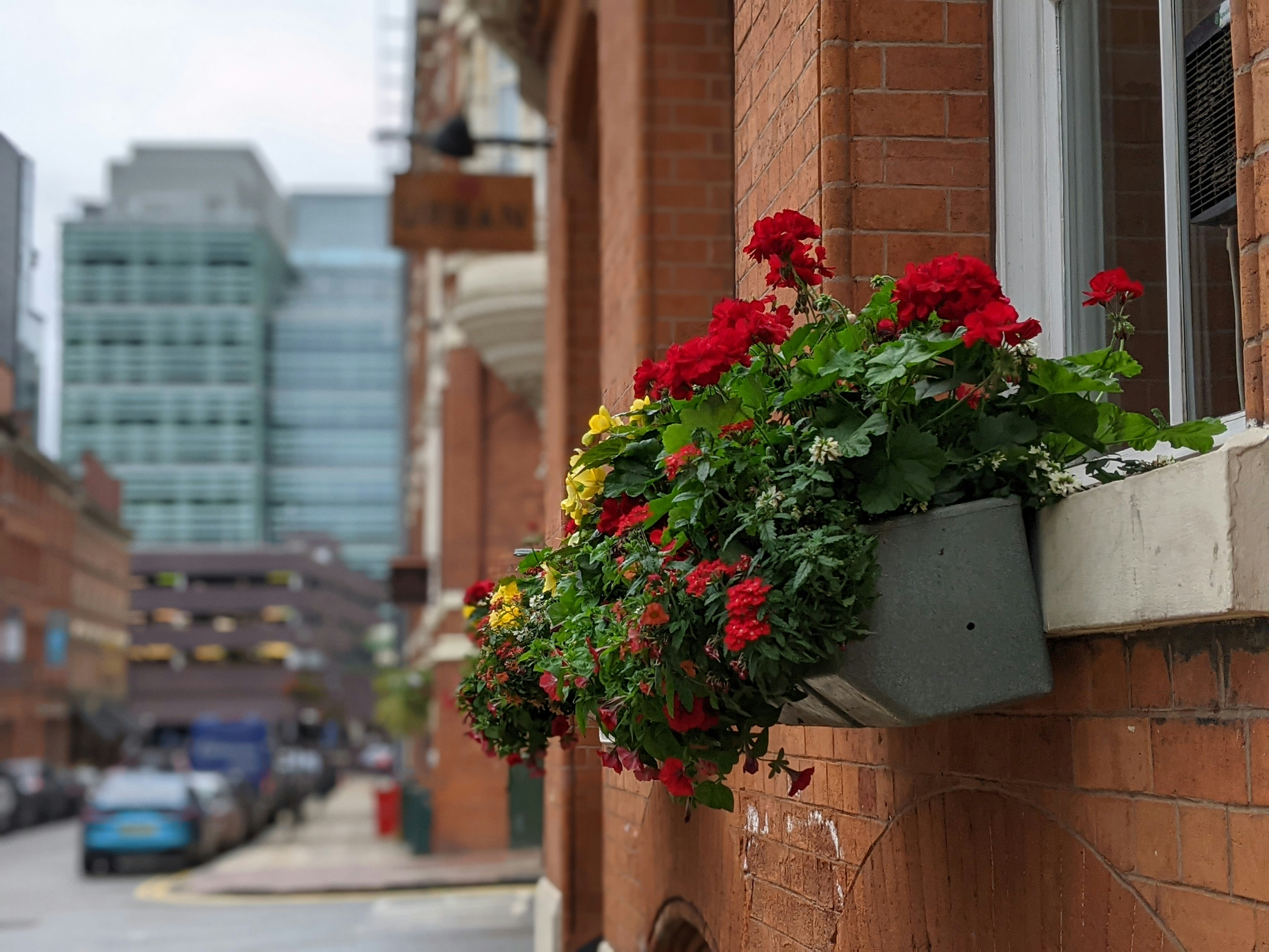 Brick building with a window planter overflowing with red and yellow geraniums, extending from a ledge; urban street with blurred distant buildings.