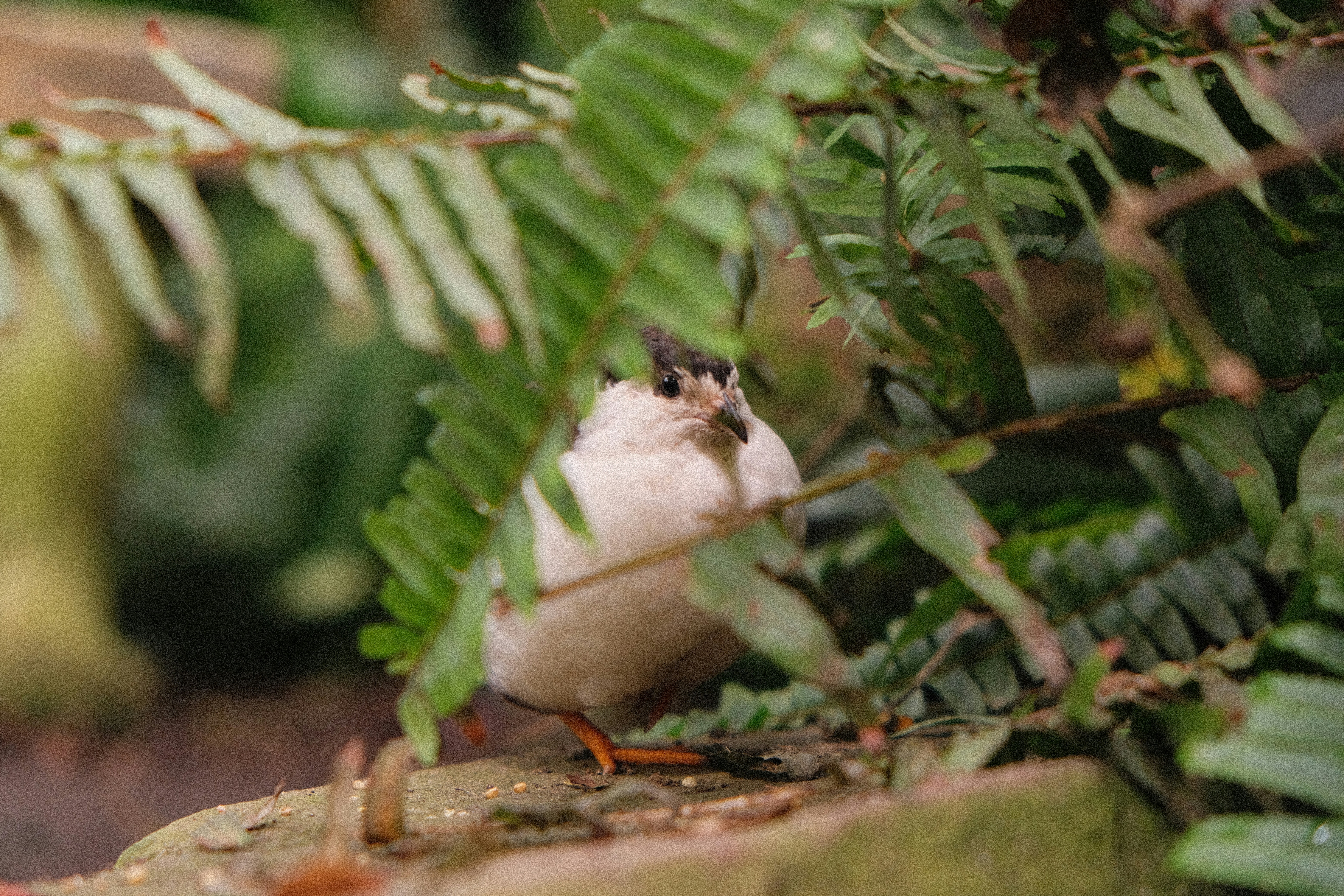 A small bird peeking through lush ferns, showcasing its delicate features and natural habitat.