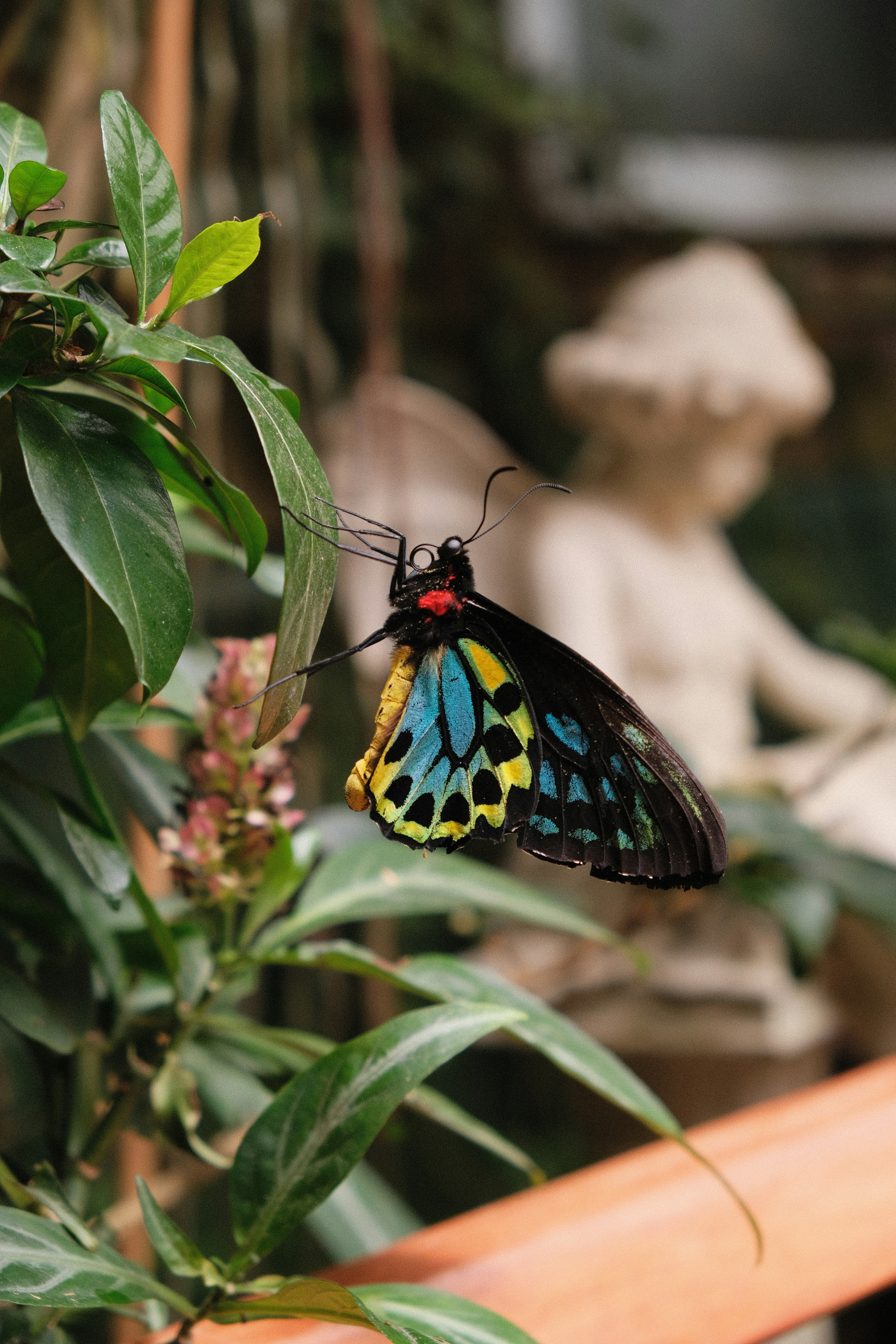 Turquoise-Saffron Swallowtail on Garden Foliage, with a Soft Marble Statue in the Background
