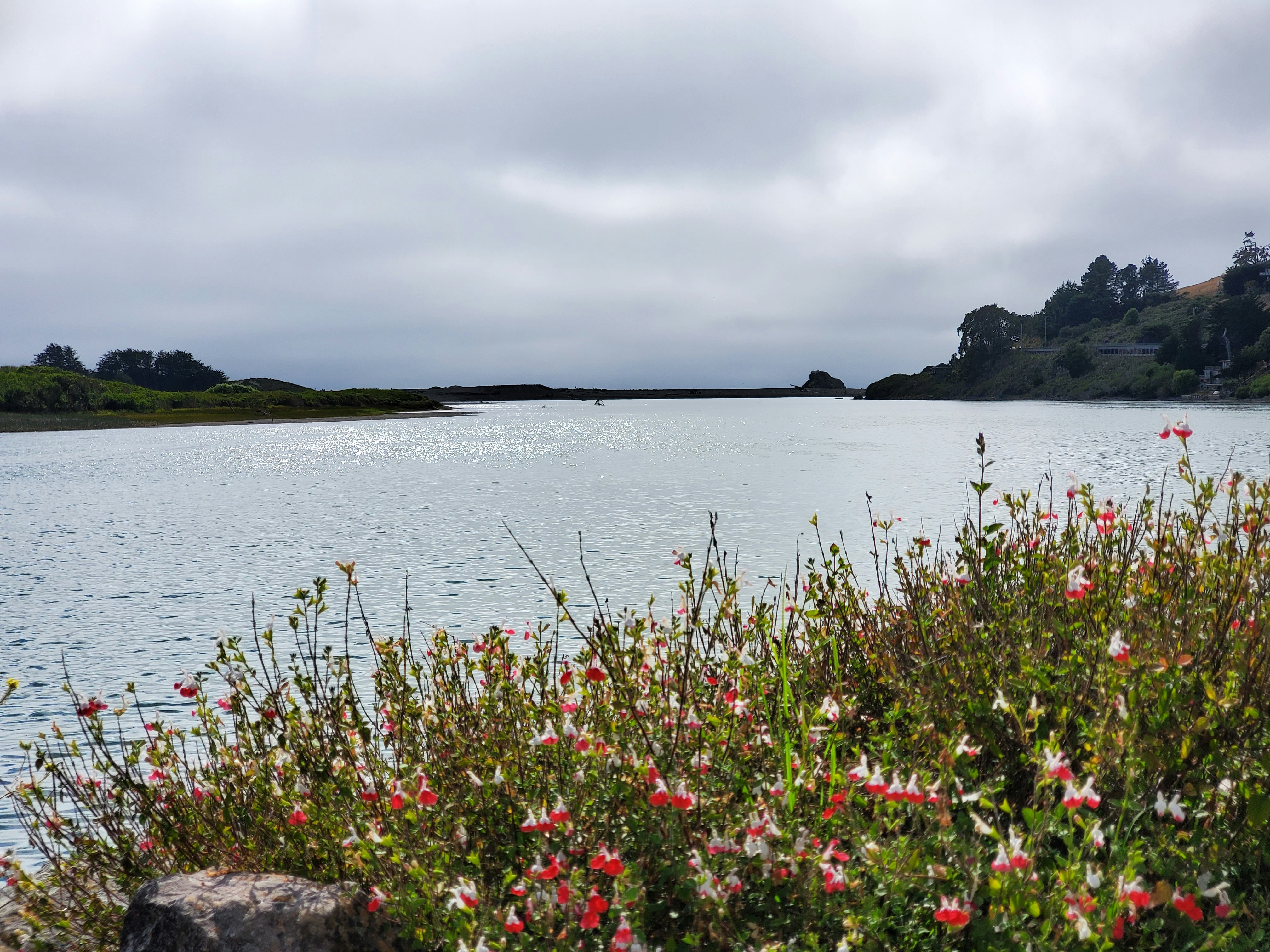 Quiet shoreline with blooming foreground meets open water horizon