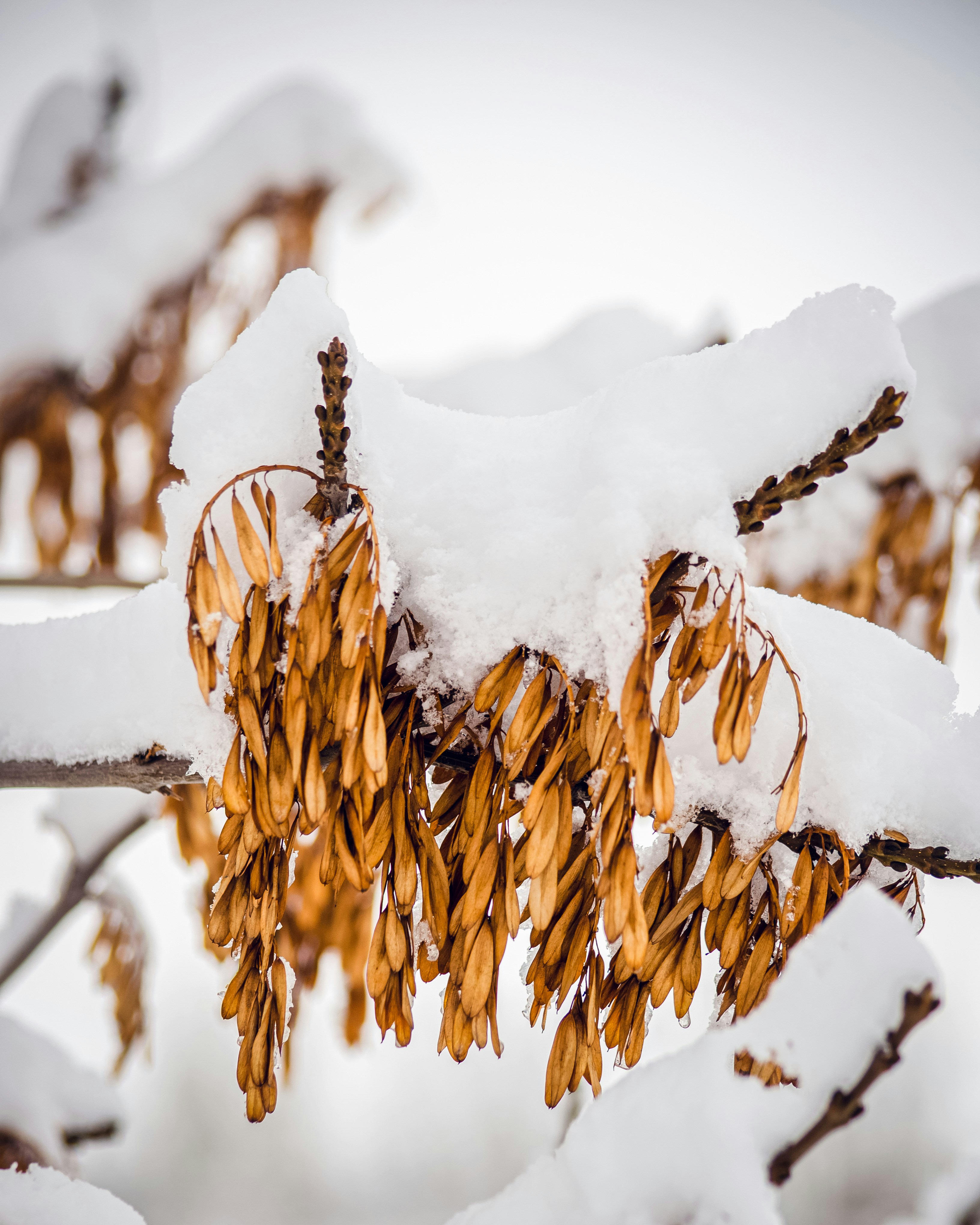 Snow-Kissed Seed Pods Draped Over a Frosted Branch