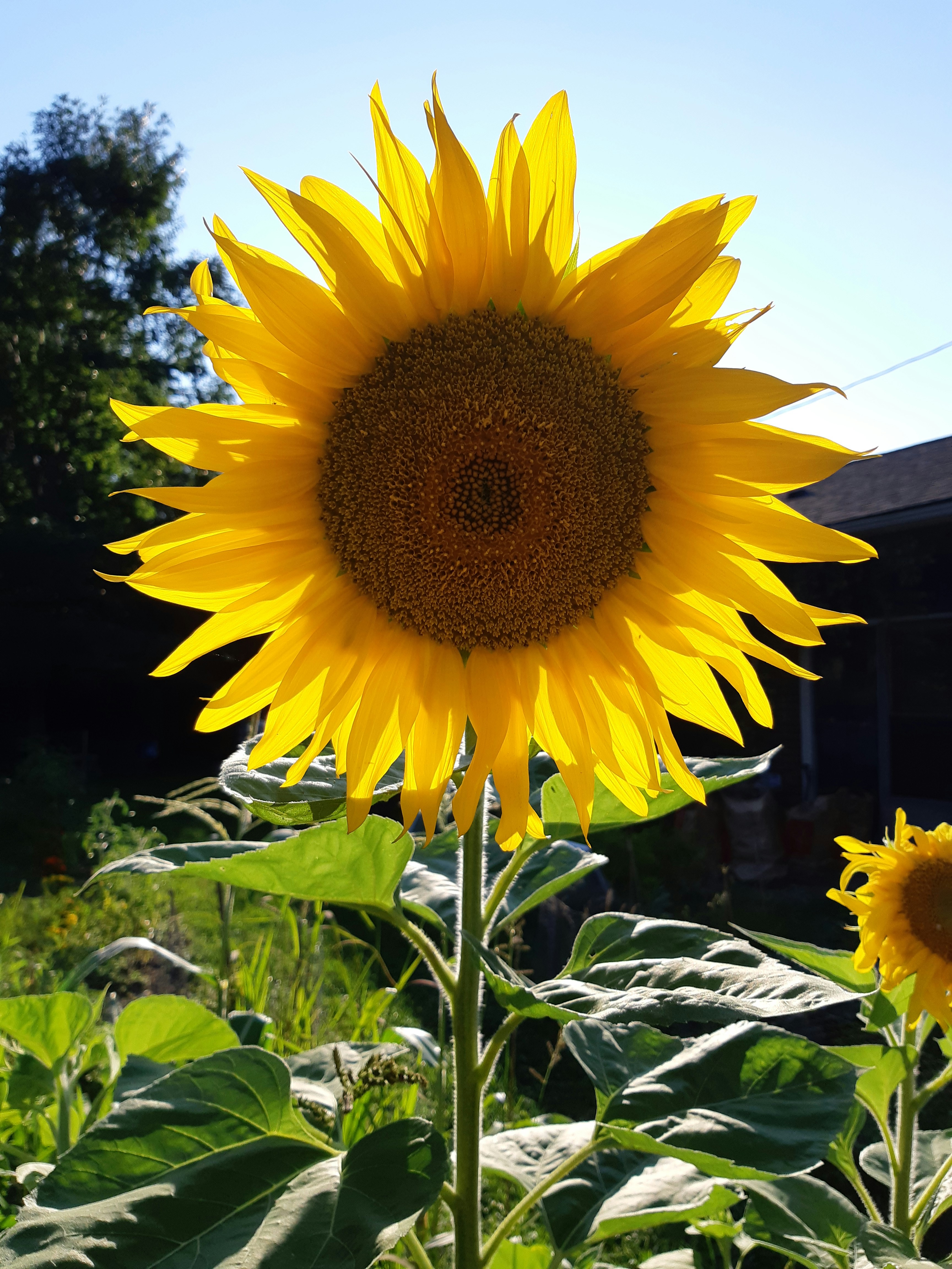 Bright sunflower dominates the frame in a sunlit garden, its central disk and vibrant petals framed against a clear blue sky. A second bloom and dense green leaves provide context.
