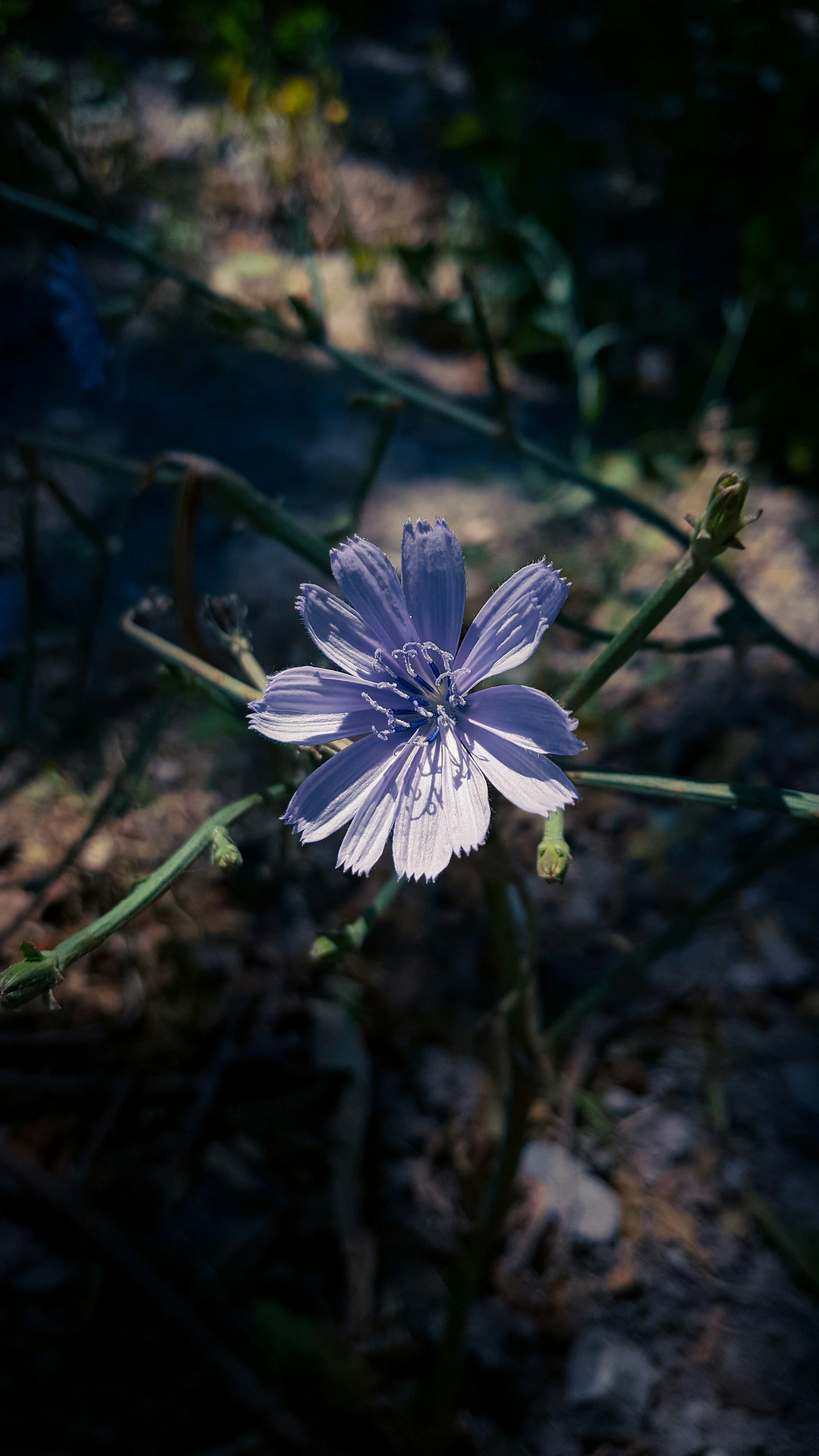 A solitary violet flower emerges from a tangle of green branches, showcasing intricate petals against a muted background. The composition highlights the beauty of nature's simplicity.