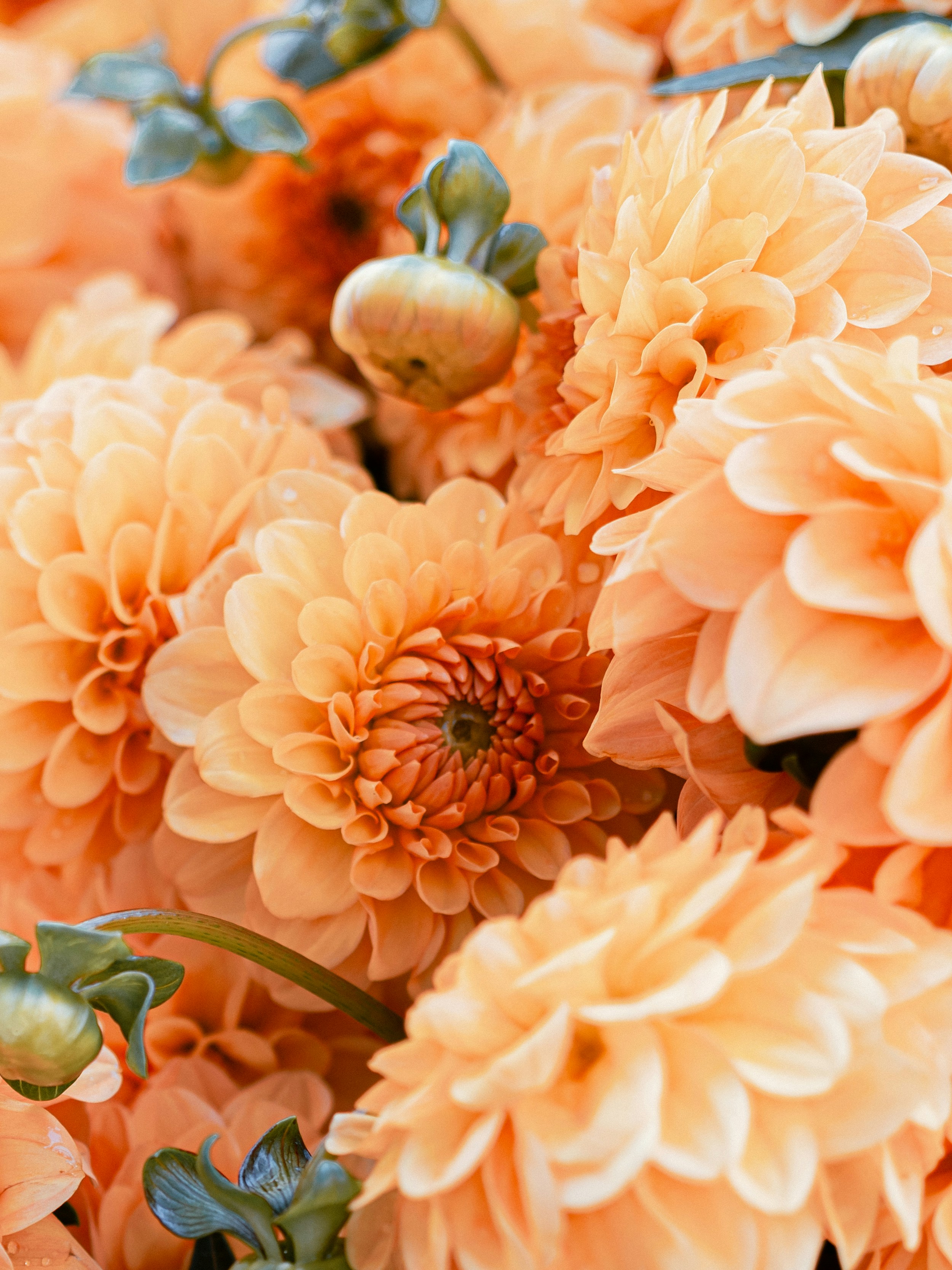 1000+ Peach Colour Pictures | Download Free Images on Unsplash