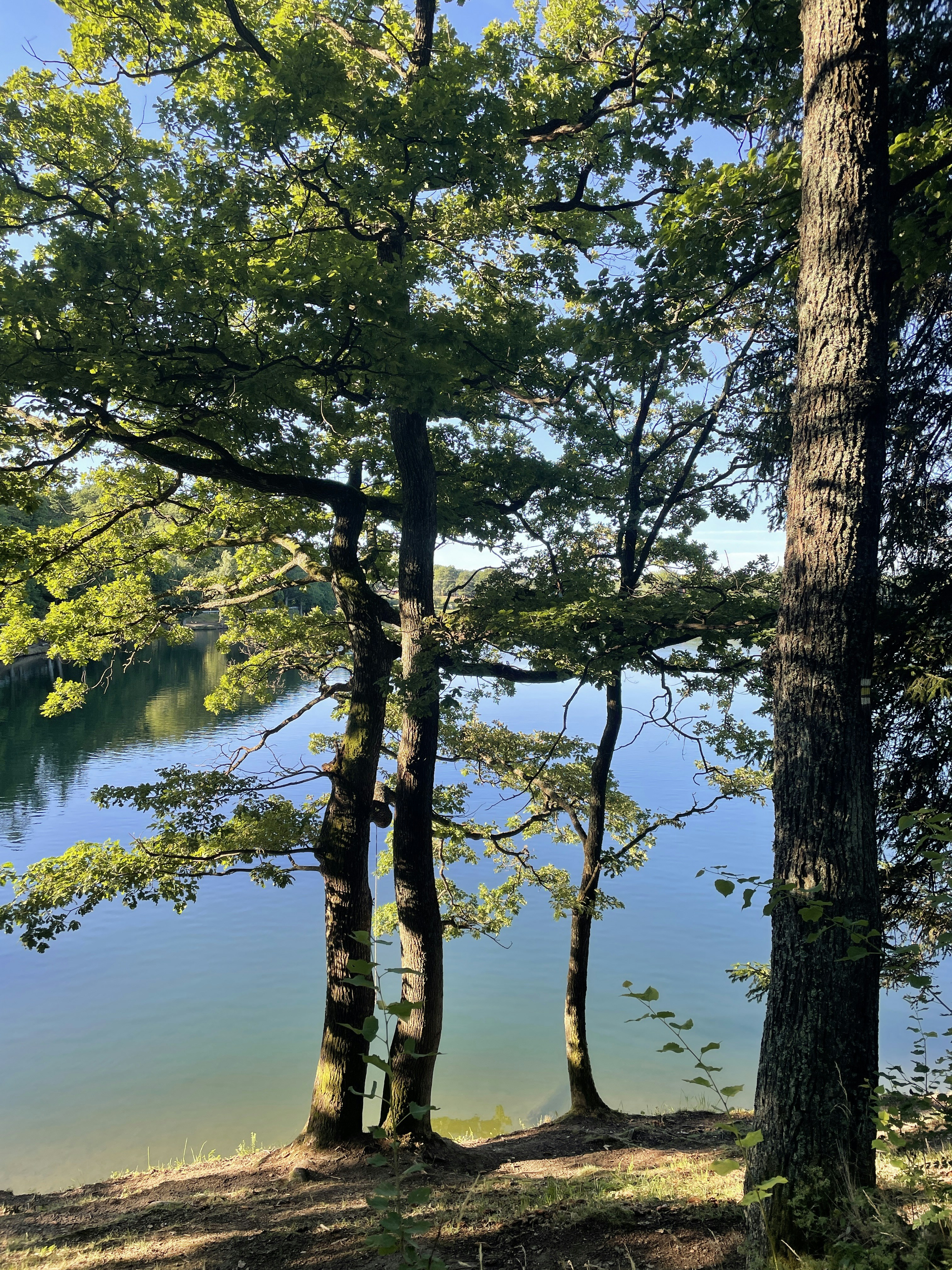 Green trees beside lake during daytime photo – Free Wallpaper Image on ...