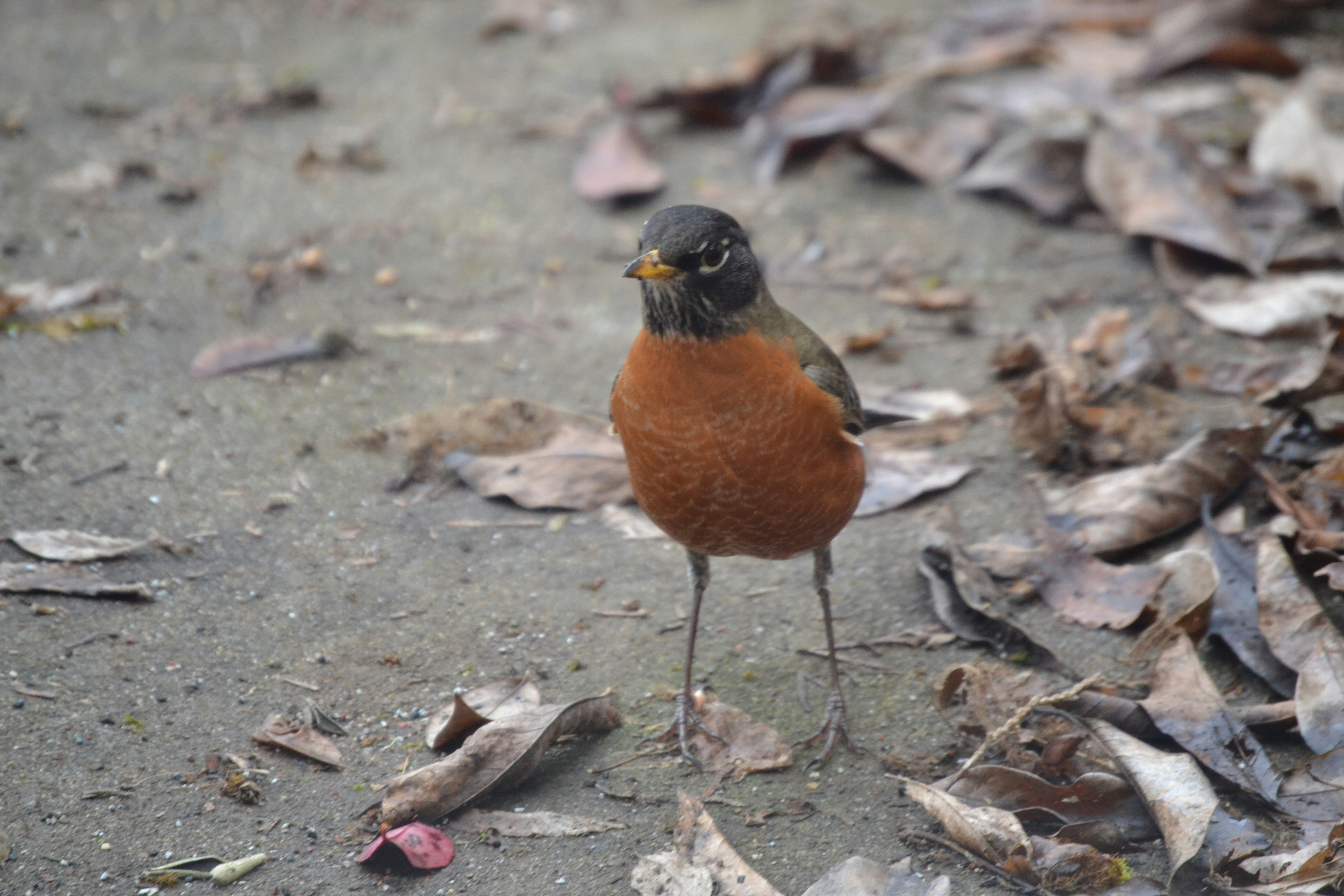 Red-breasted Robin on leaf-strewn Path