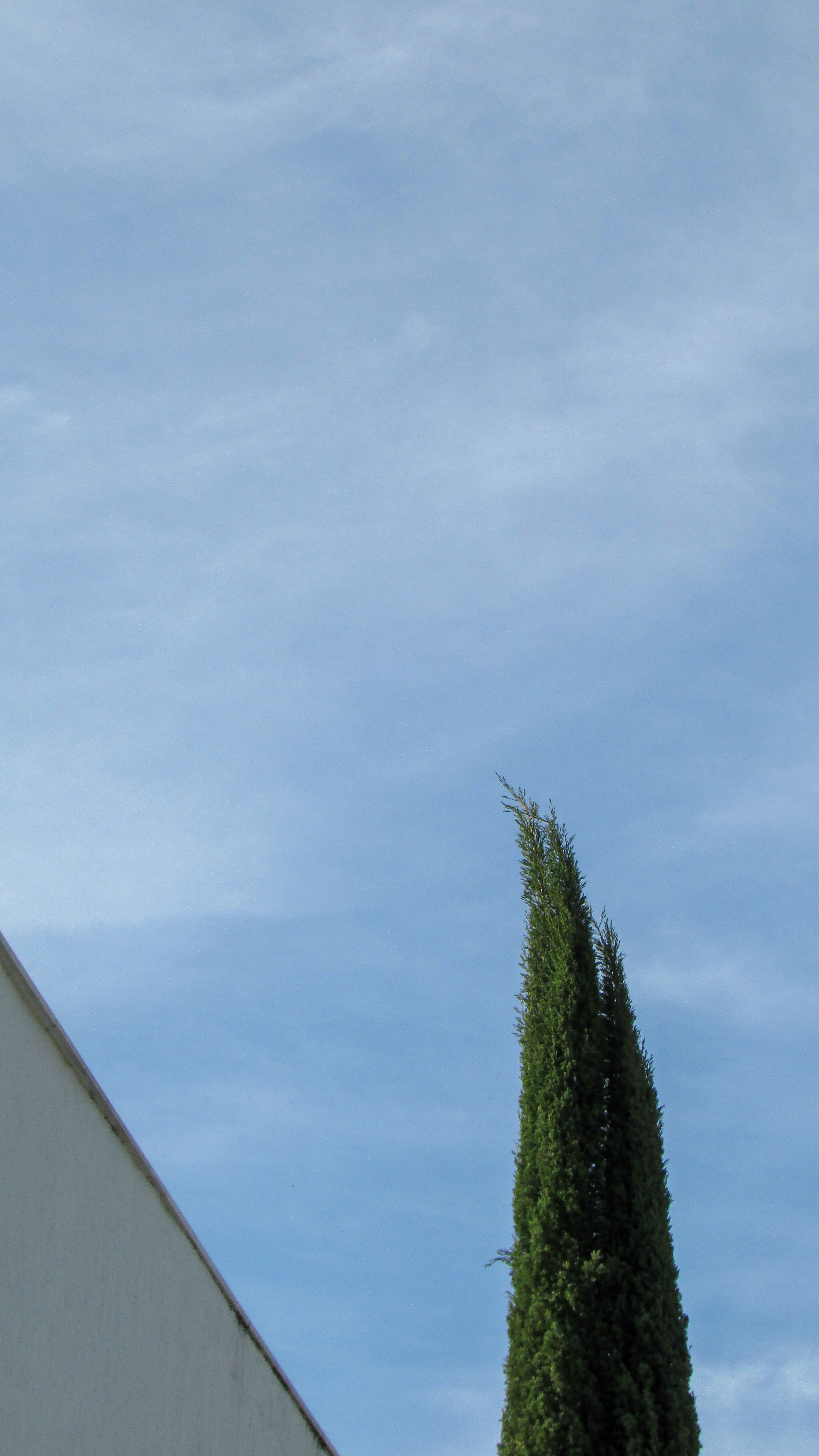 Tall cypress tree reaching towards a clear blue sky, juxtaposed with a white building corner. 