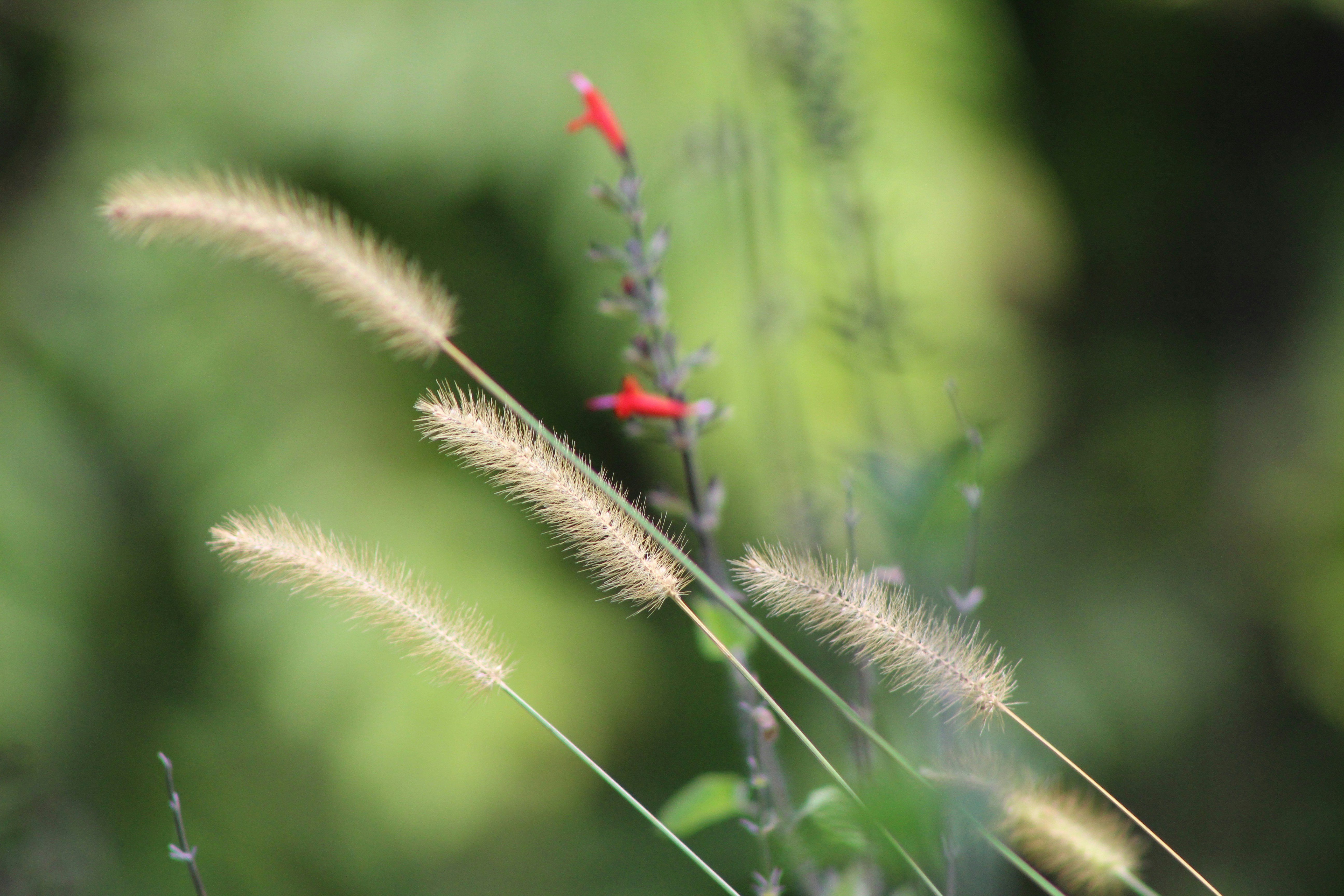 Golden grass plumes sway gently in the breeze, highlighted by vibrant red flowers in the background. The lush greenery creates a serene backdrop.