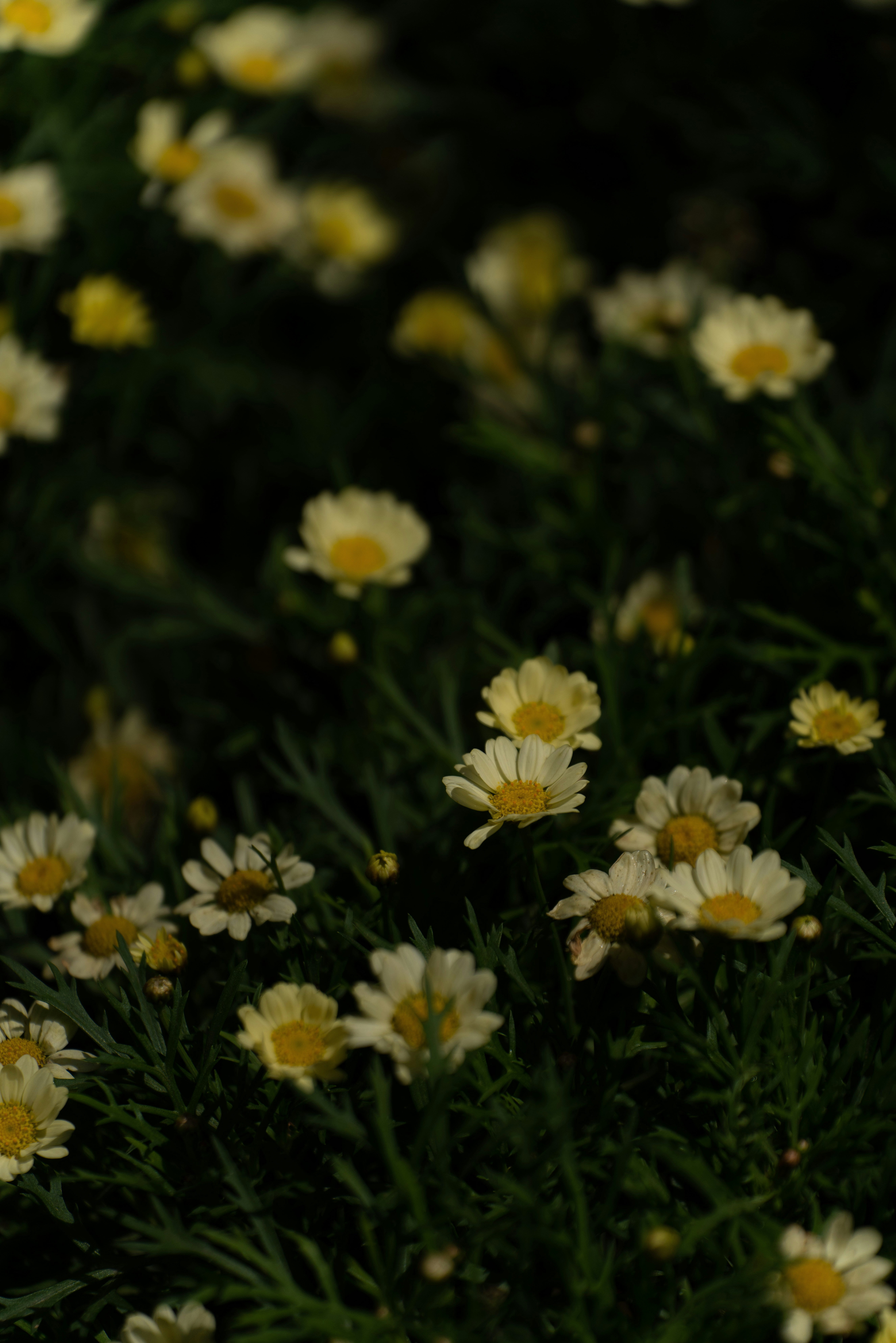 Petal Portrait: Cream Daisies Unfurl Under Dappled Shade