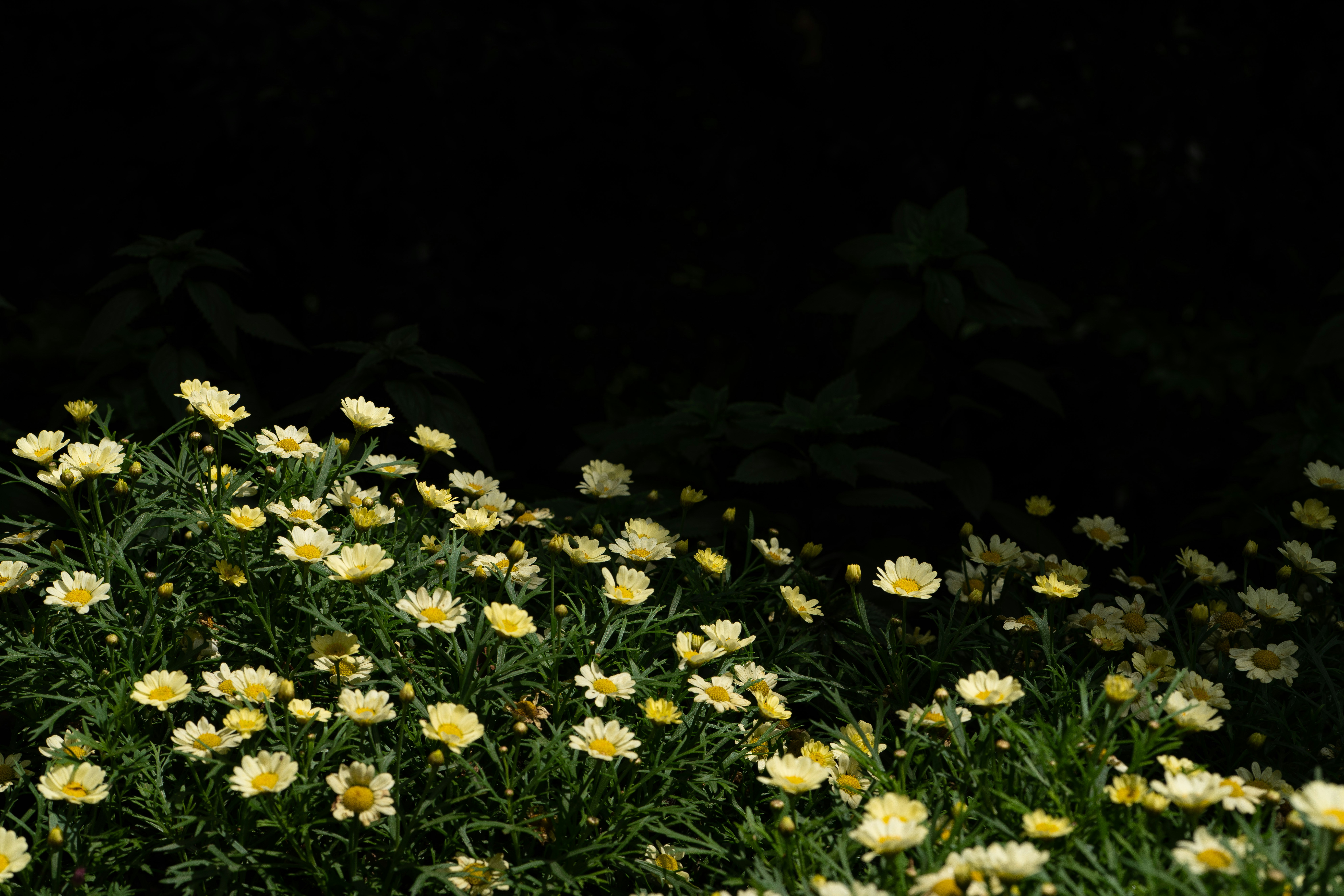 Moonlit Daisies in a Quiet Meadow
