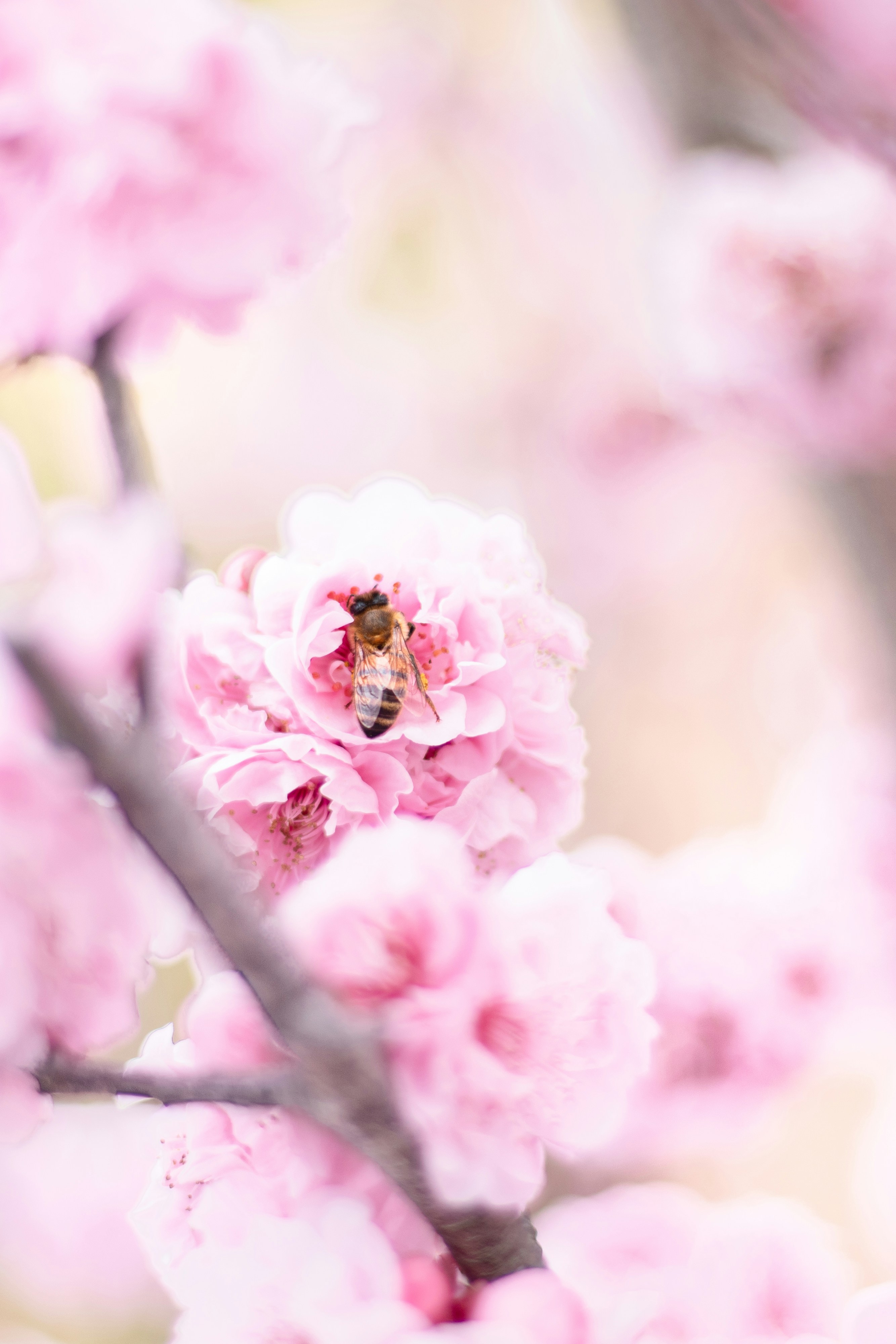 Microportrait on Blush: A Bee on a Cherry Blossom in Soft Spring Light