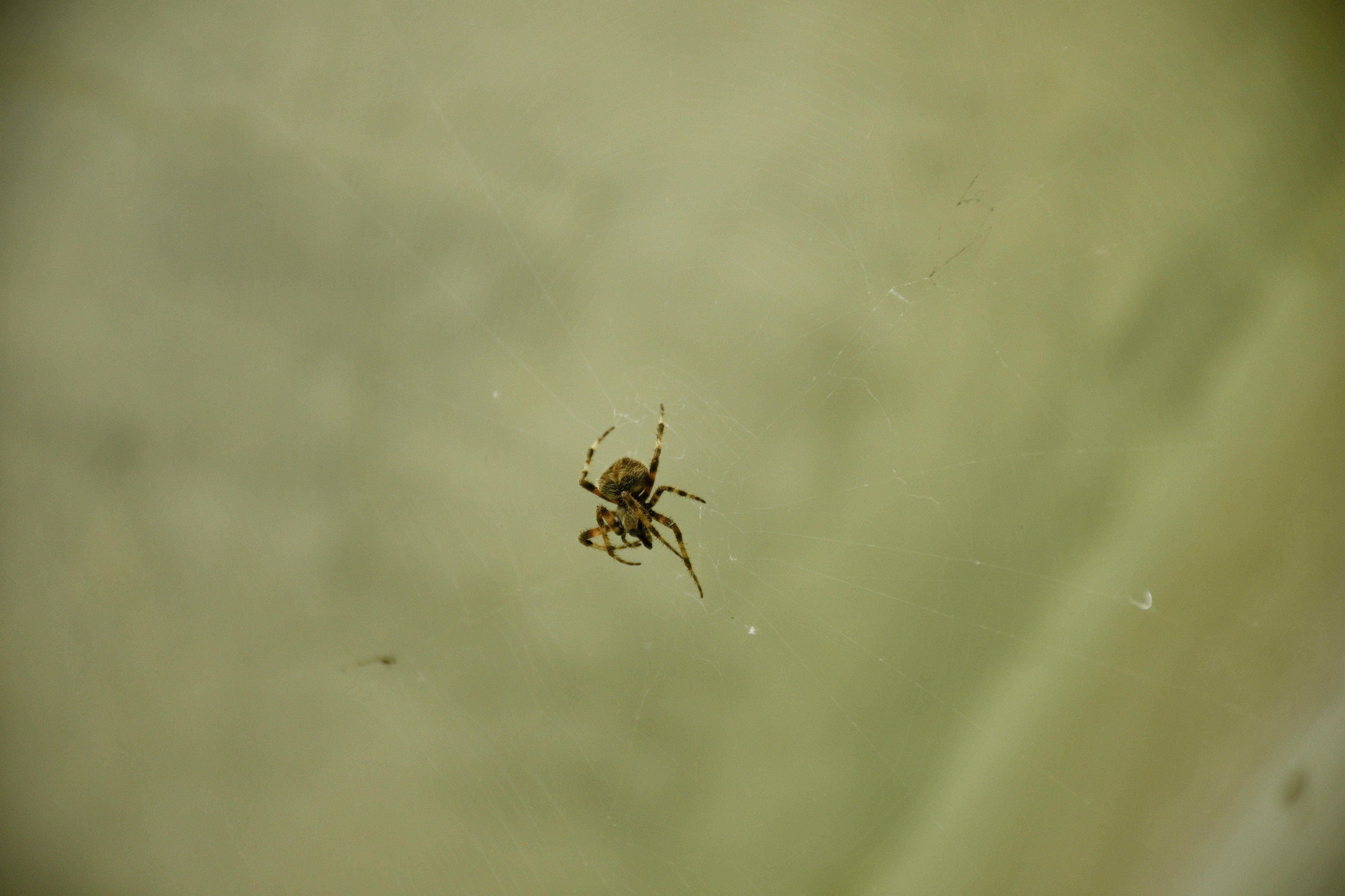 A spider meticulously spinning its web, showcasing intricate details against a softly blurred background.