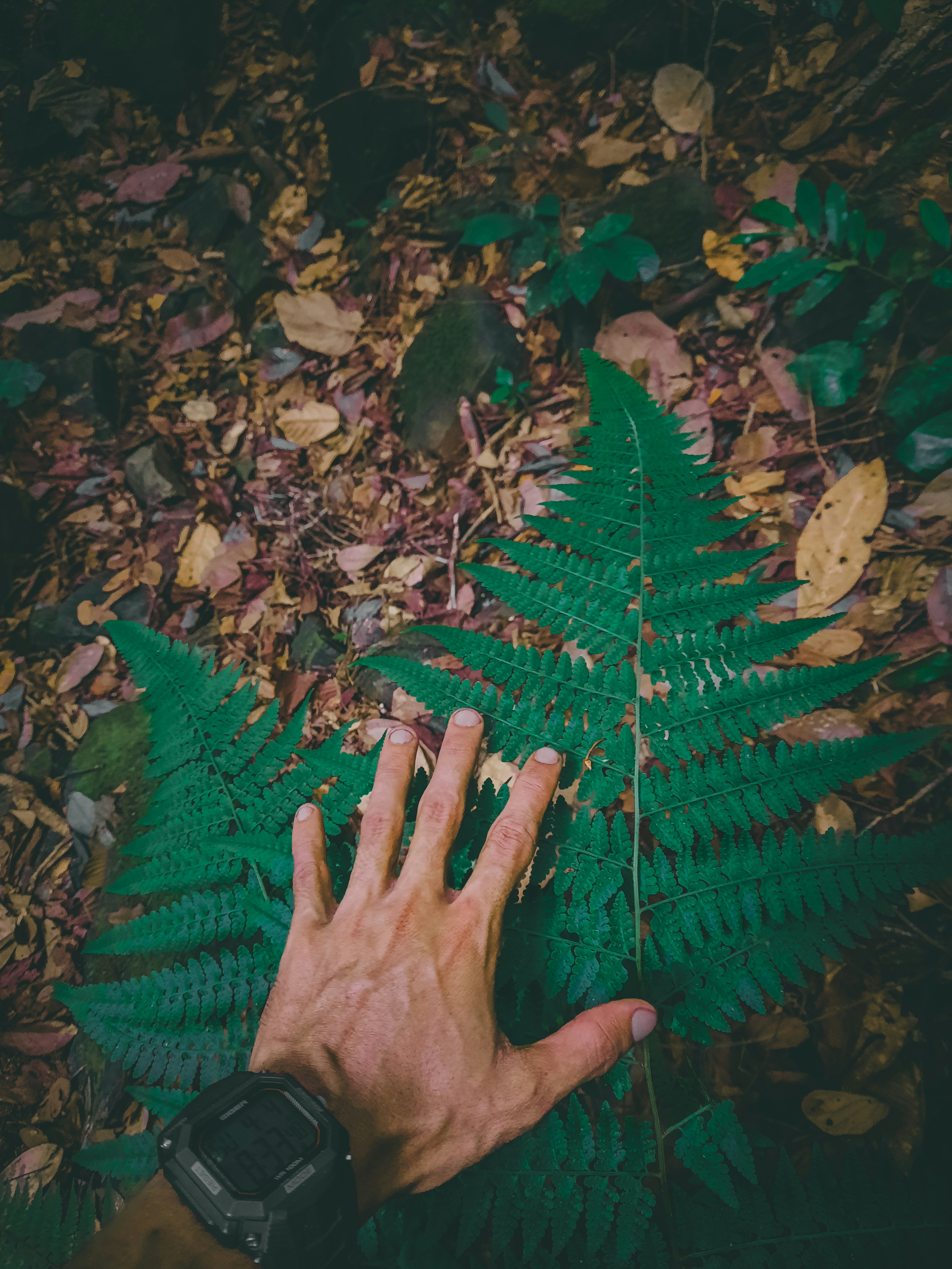 Tactile Fern Close-Up: Hand Pressing Emerald Fronds on Autumn Leaf Bed