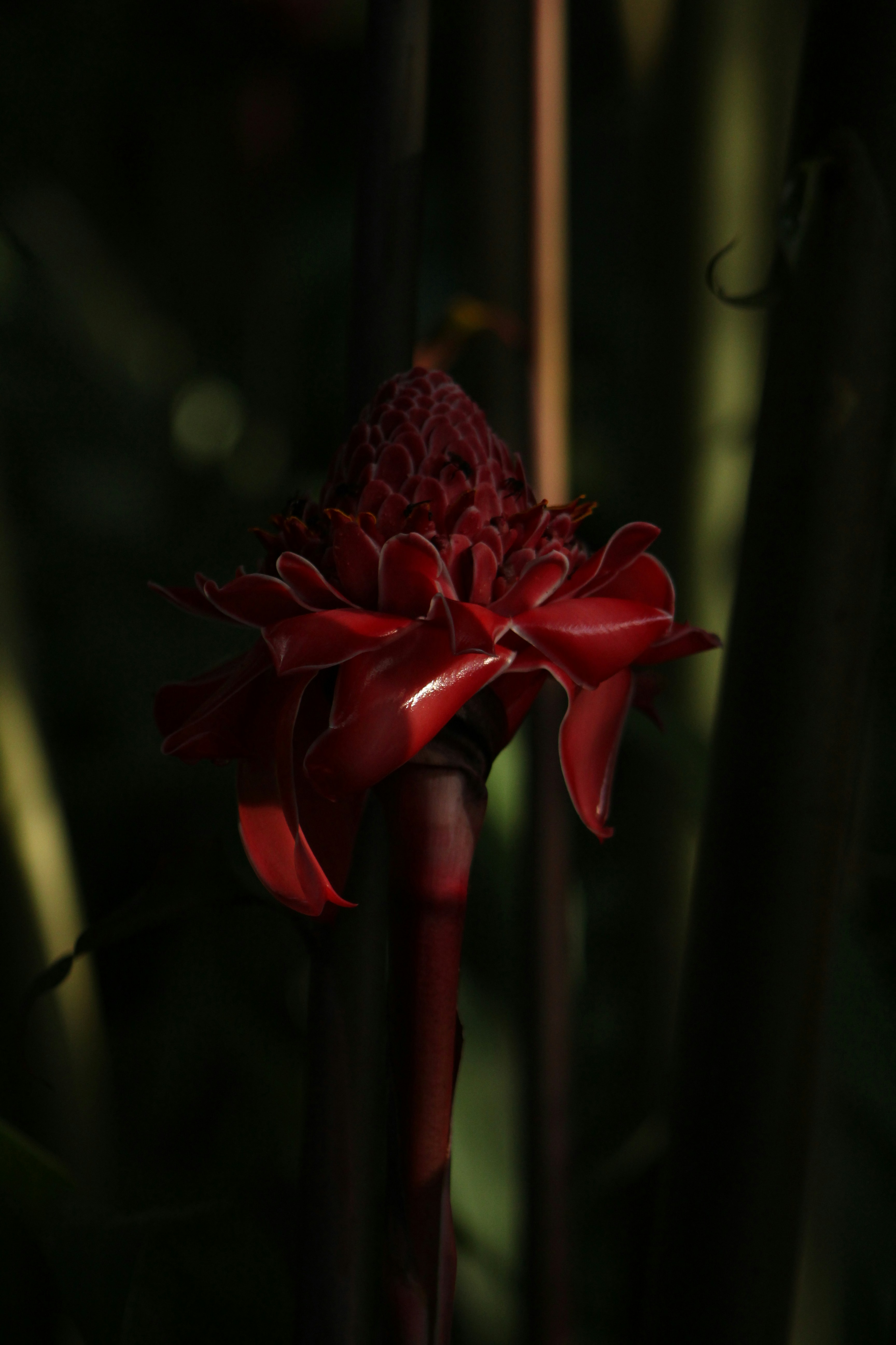 A vibrant red flower emerges from the shadows, showcasing its intricate petals against a dark backdrop. The play of light highlights its unique form.