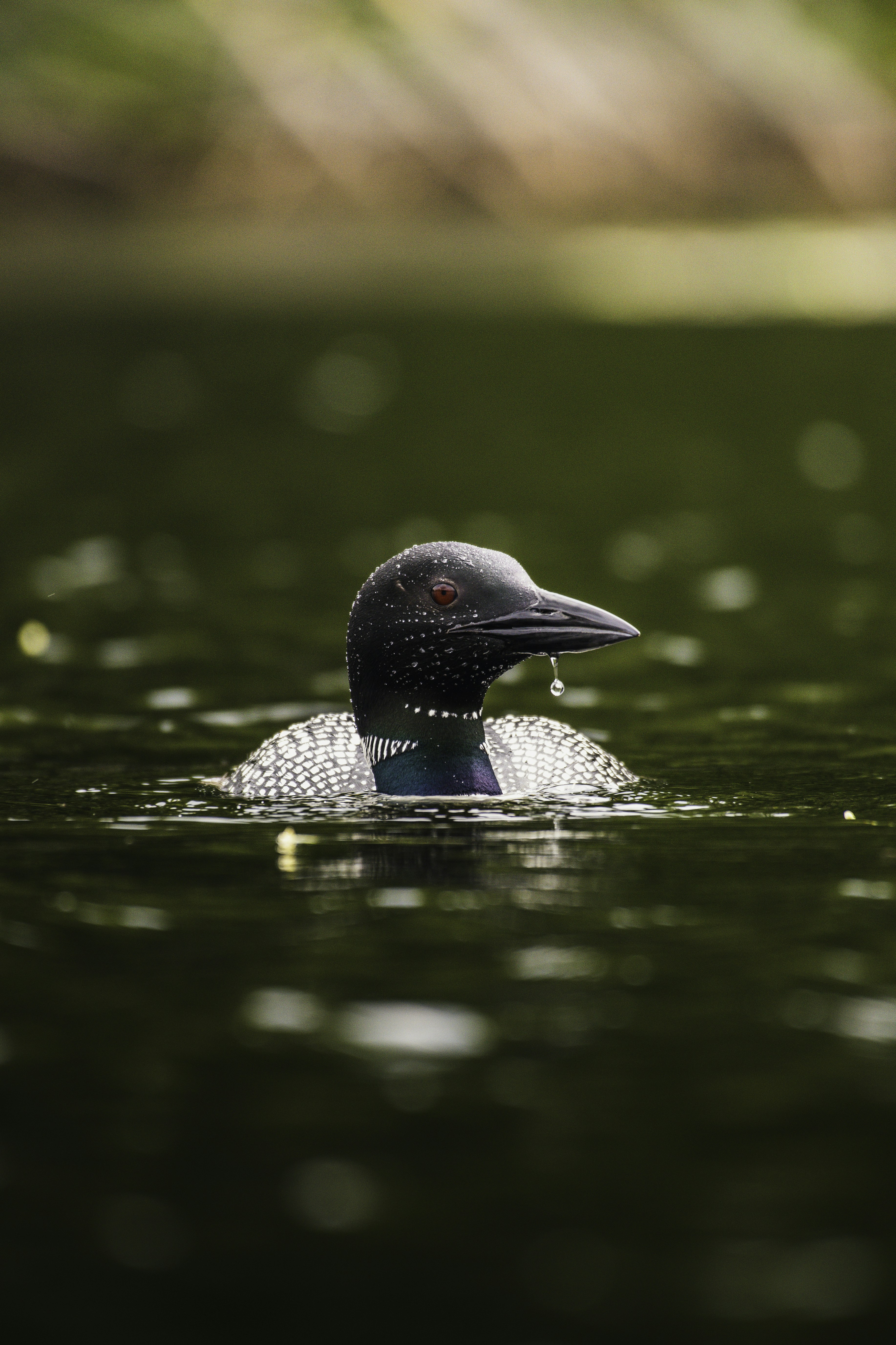 A common loon gliding on still waters, droplets falling from its beak, surrounded by a tranquil green backdrop.