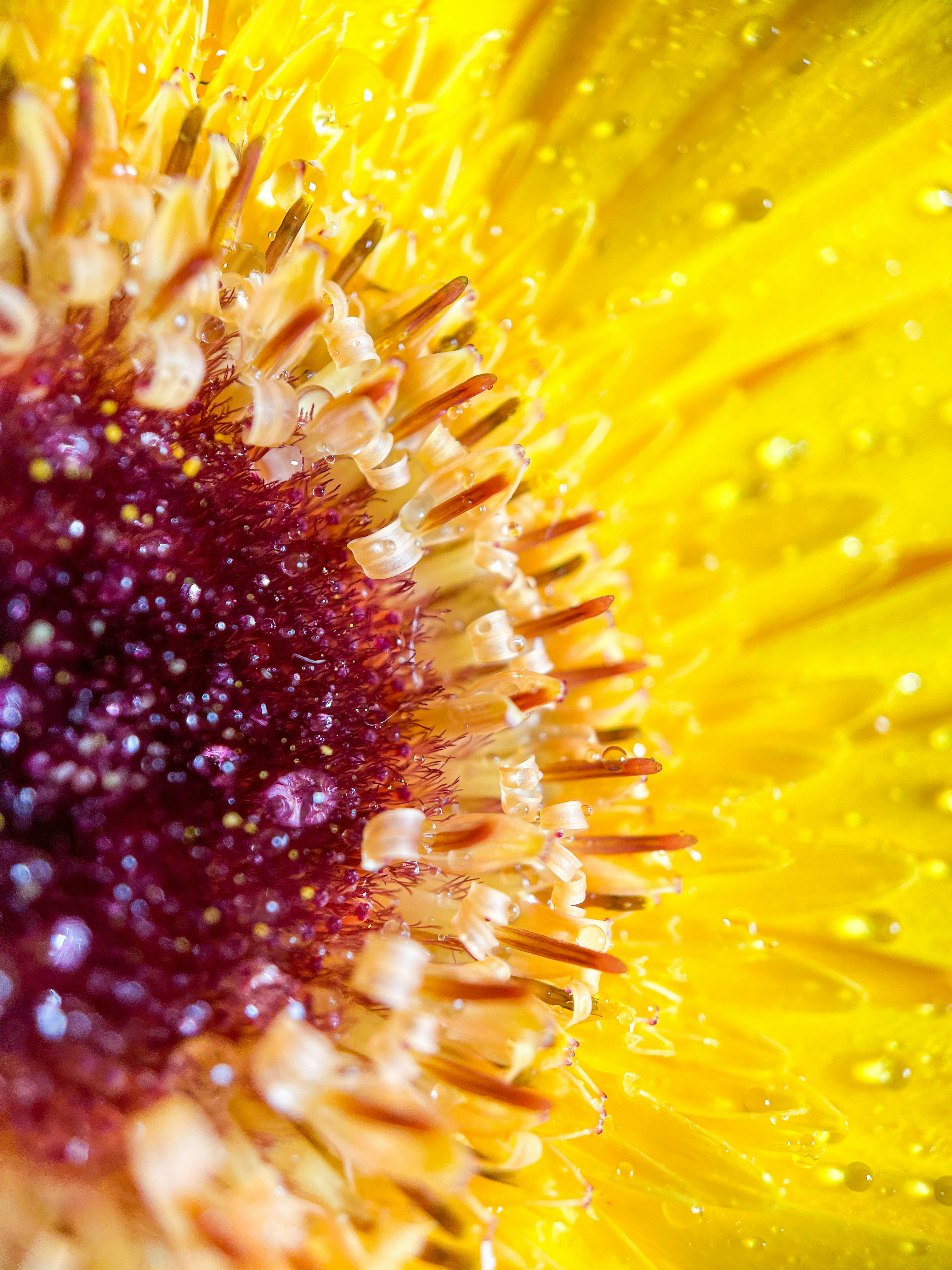 Goldfire Macro: Dew-Kissed Sunflower Center