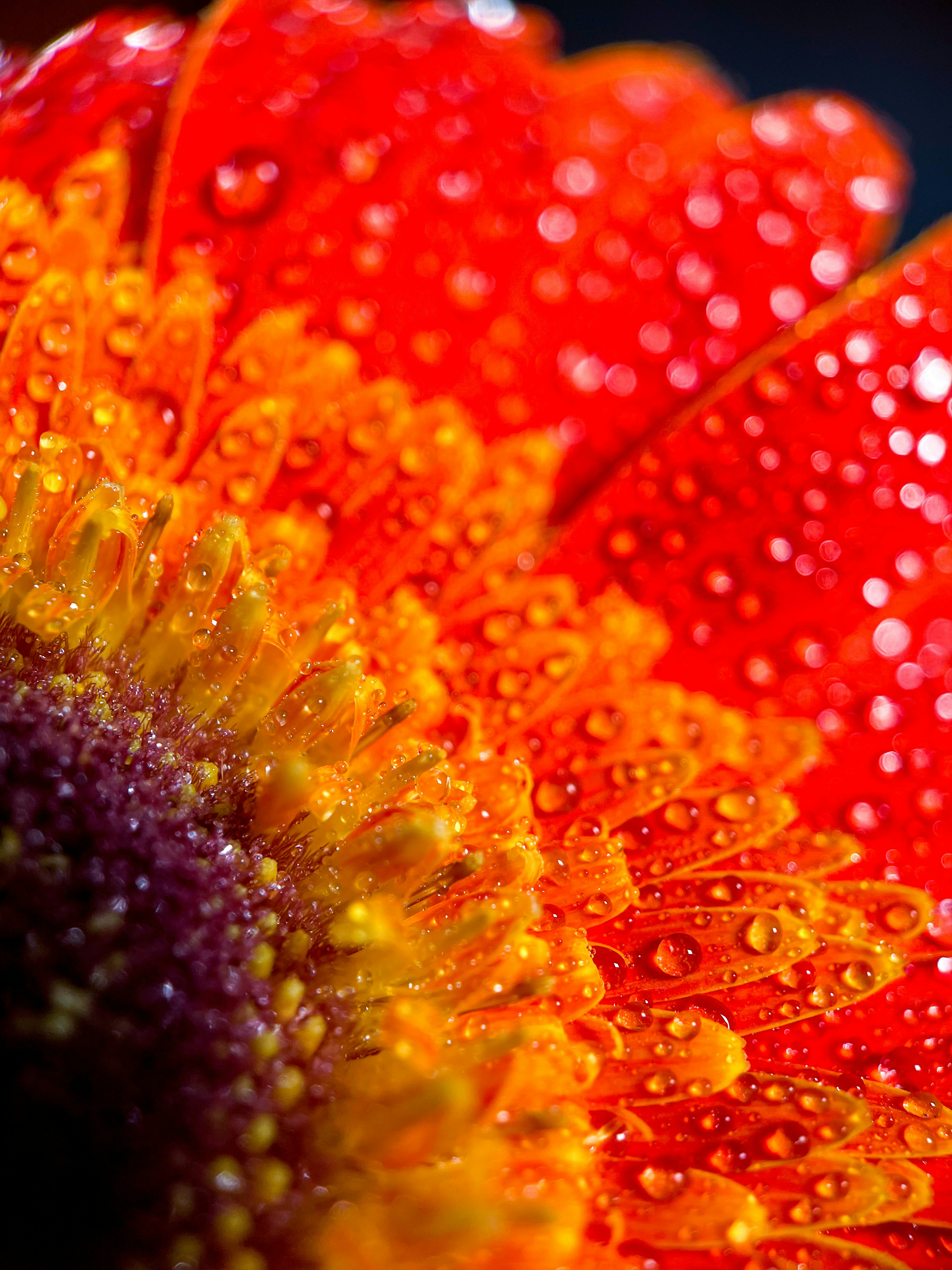 Dew-Kissed Fire: Close-Up of Orange Petals and Droplets