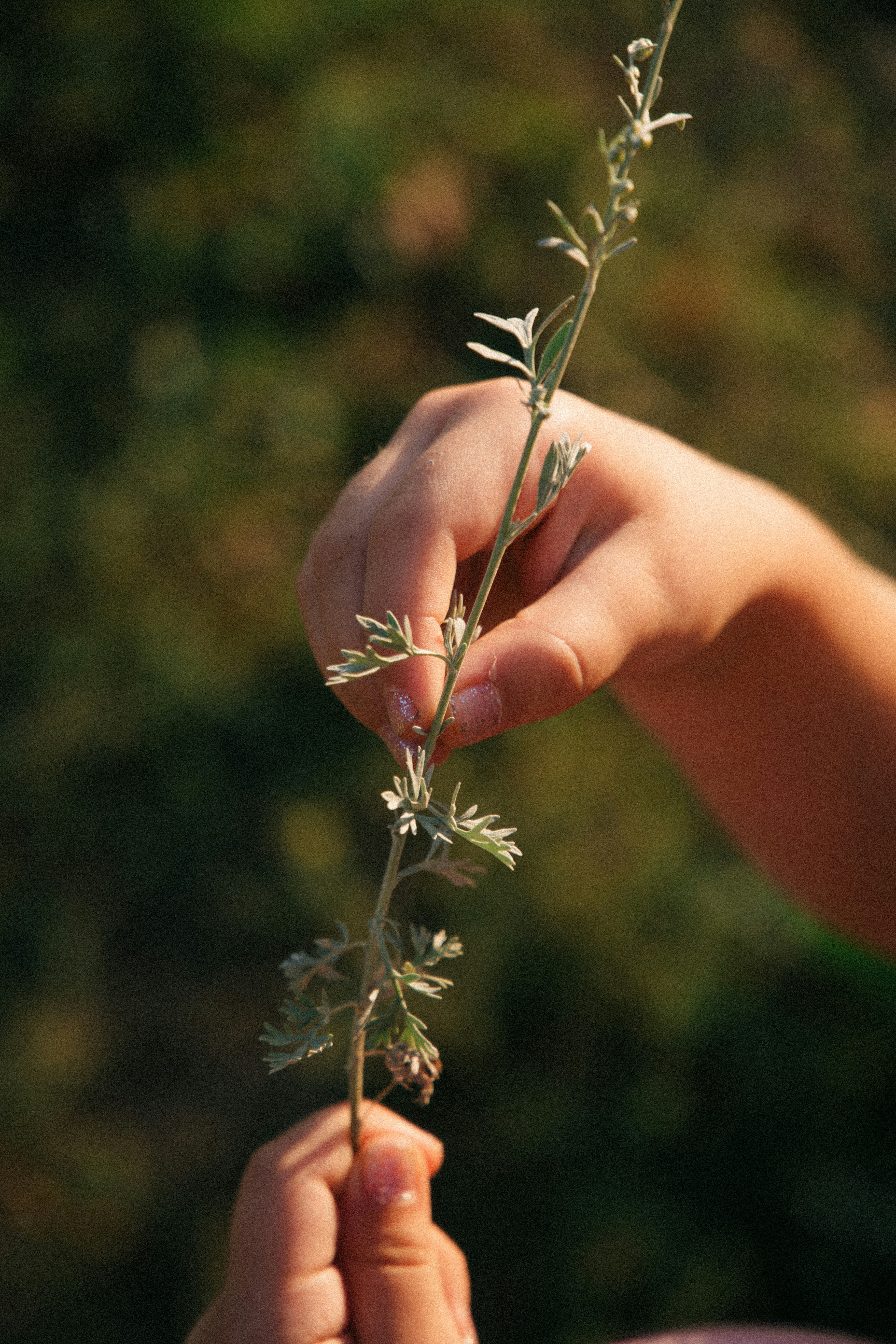 Child's hands gently holding a delicate green sprig, showcasing a moment of exploration in nature.
