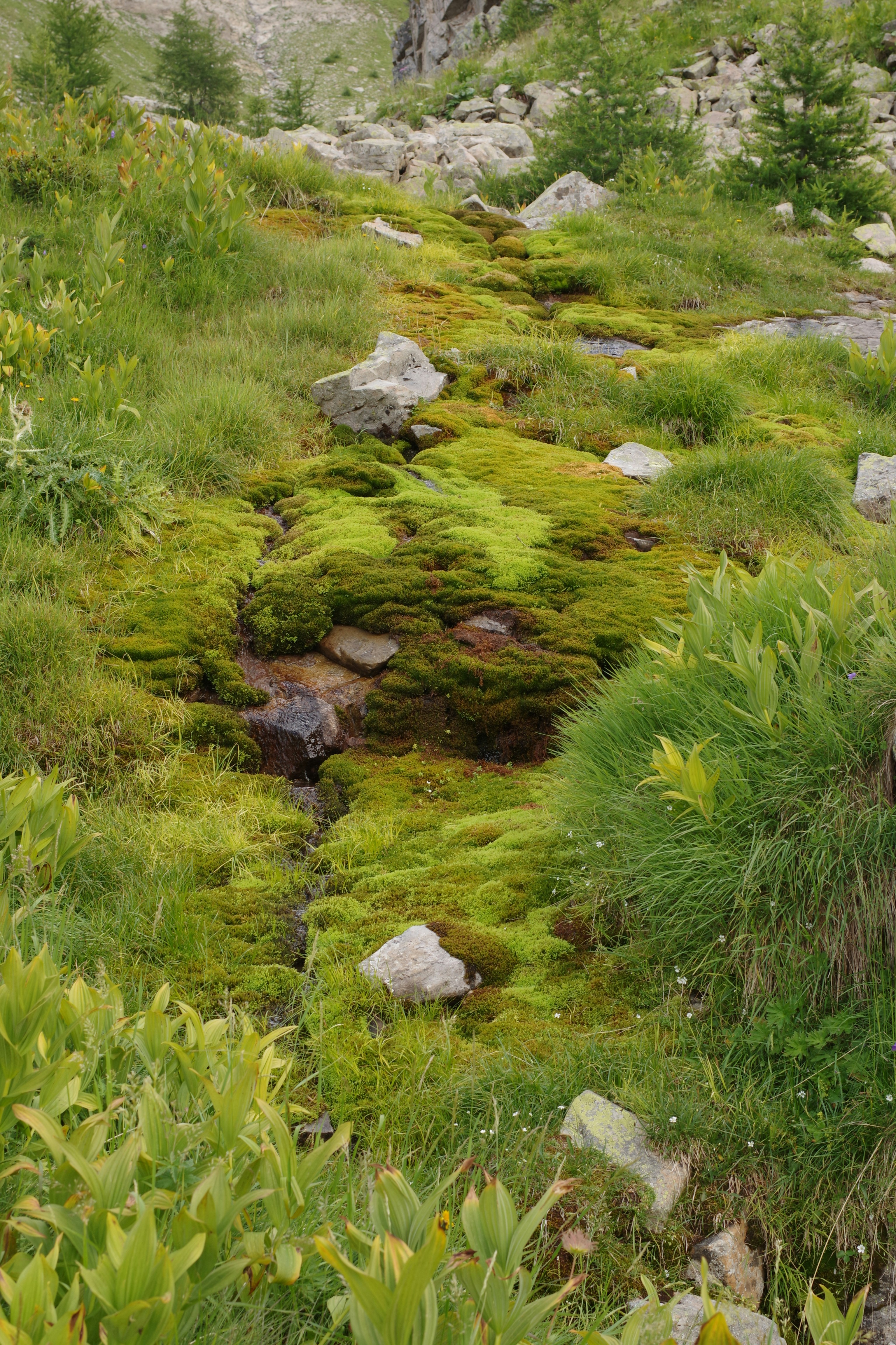 Lush green moss and vibrant vegetation cover a rocky streambed, showcasing the delicate balance of a thriving ecosystem.