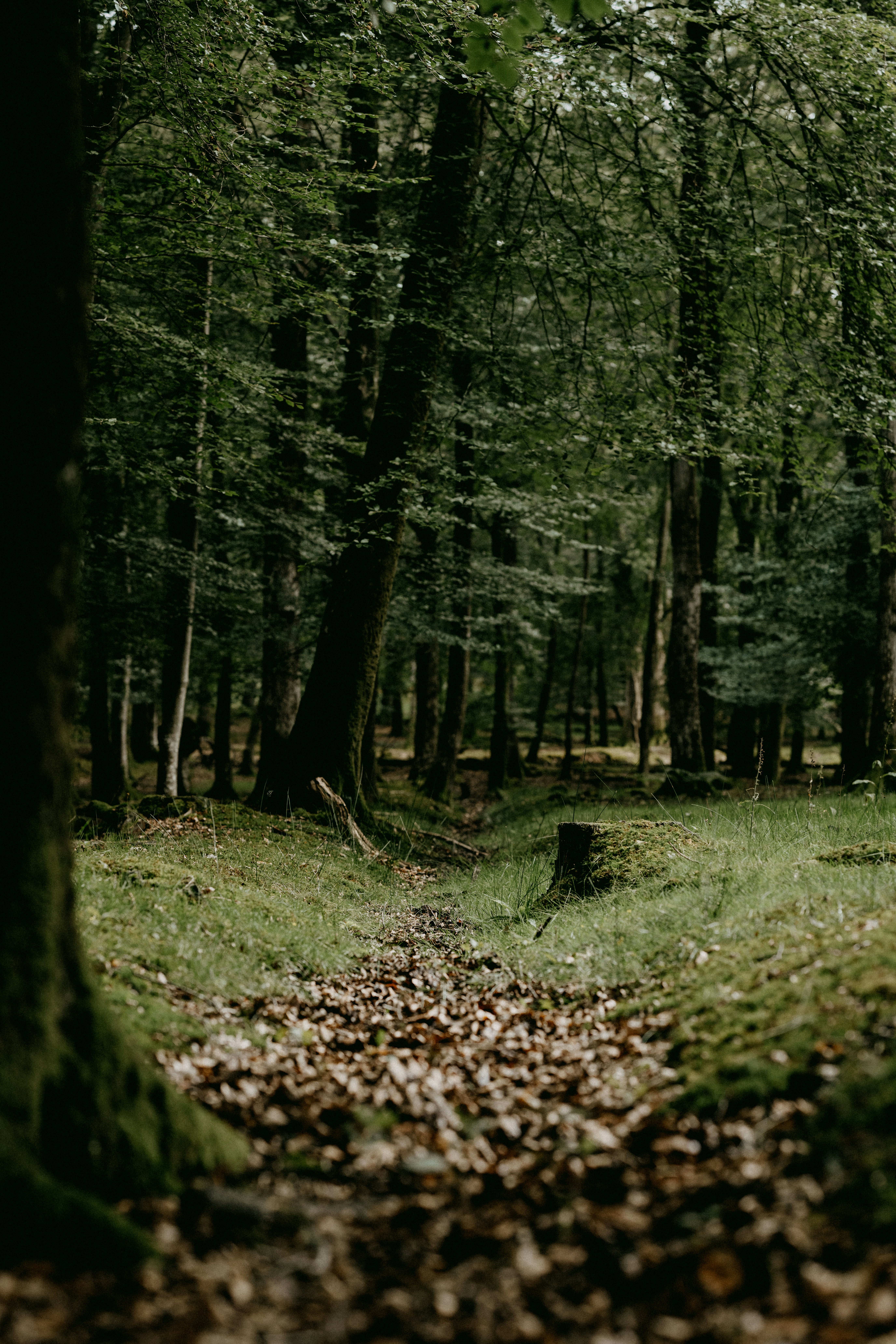 Emerald Corridor: Leaf-Covered Path Through a Dappled Forest