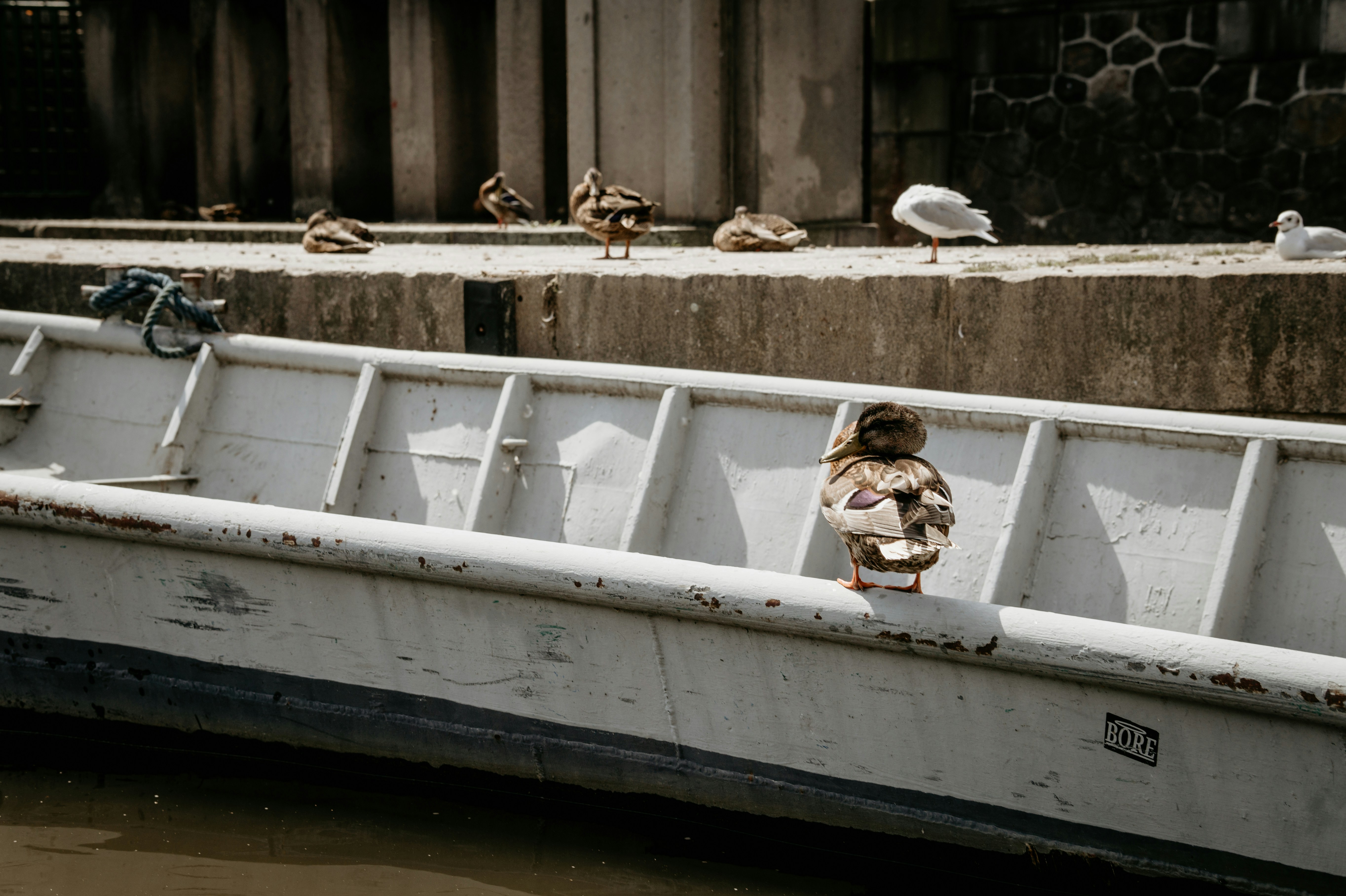 Drowsy Ducks on a Quiet Wharf