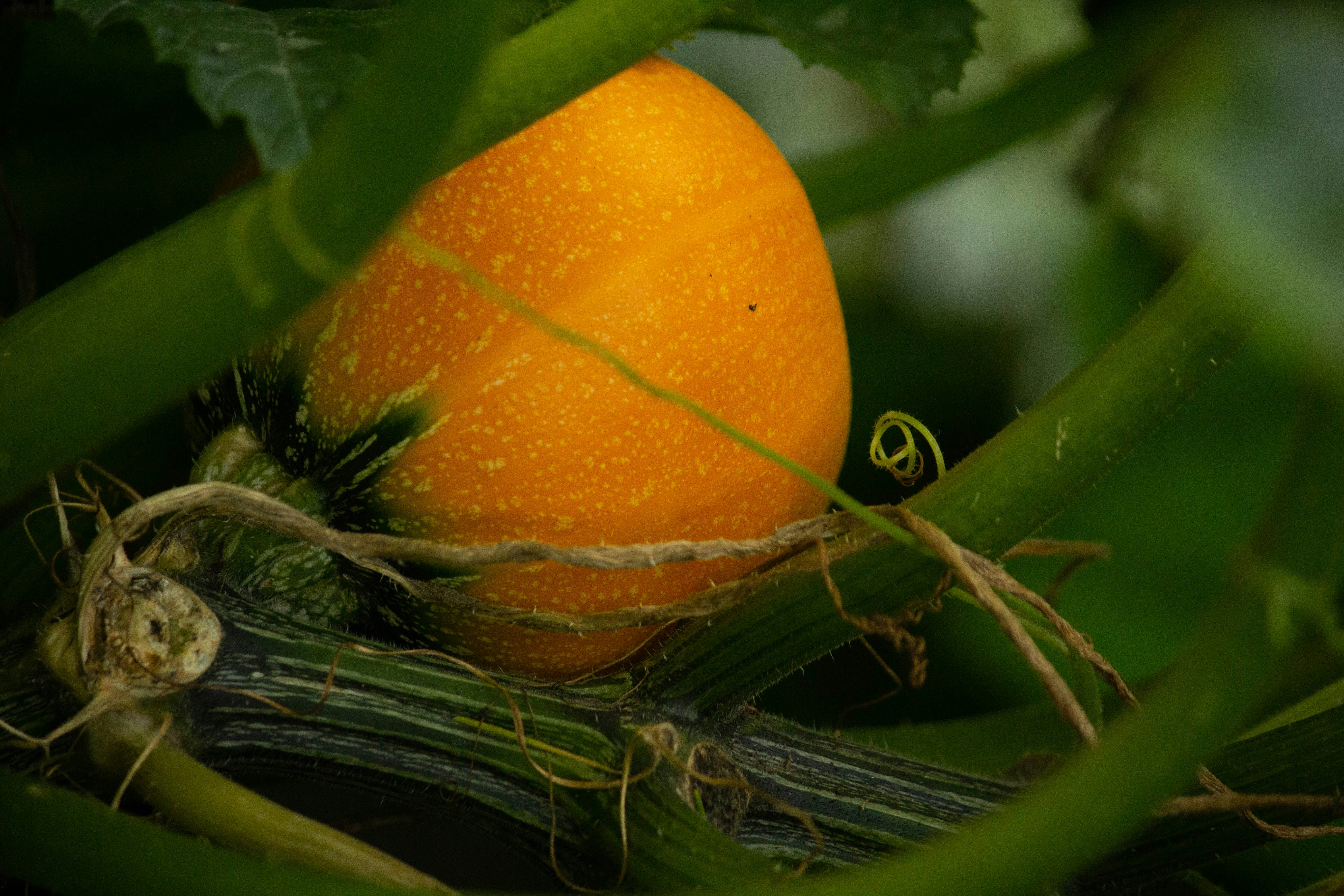 Orange Orb among Vine Tendrils: A Macro Moment