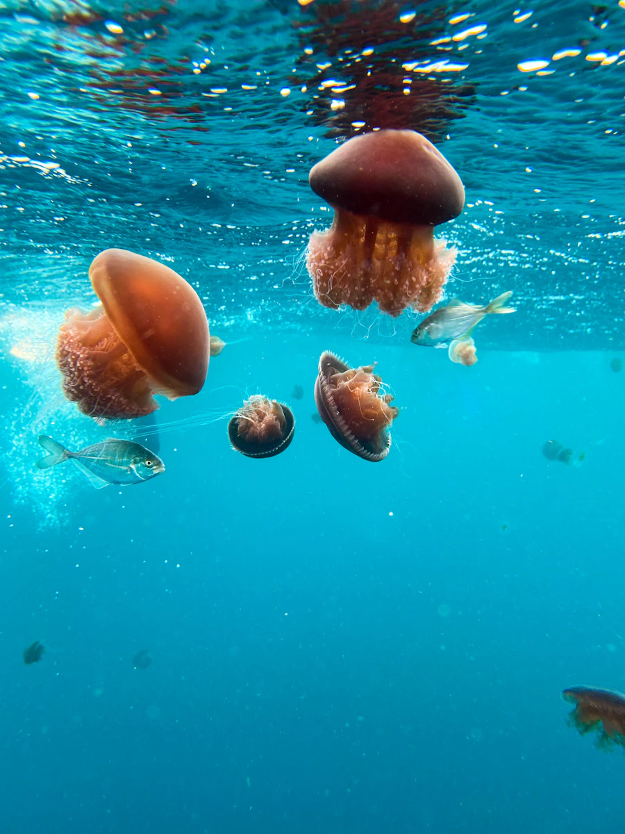 Several brown jellyfish float beneath the rippling surface in bright blue water, with a few small fish swimming nearby.