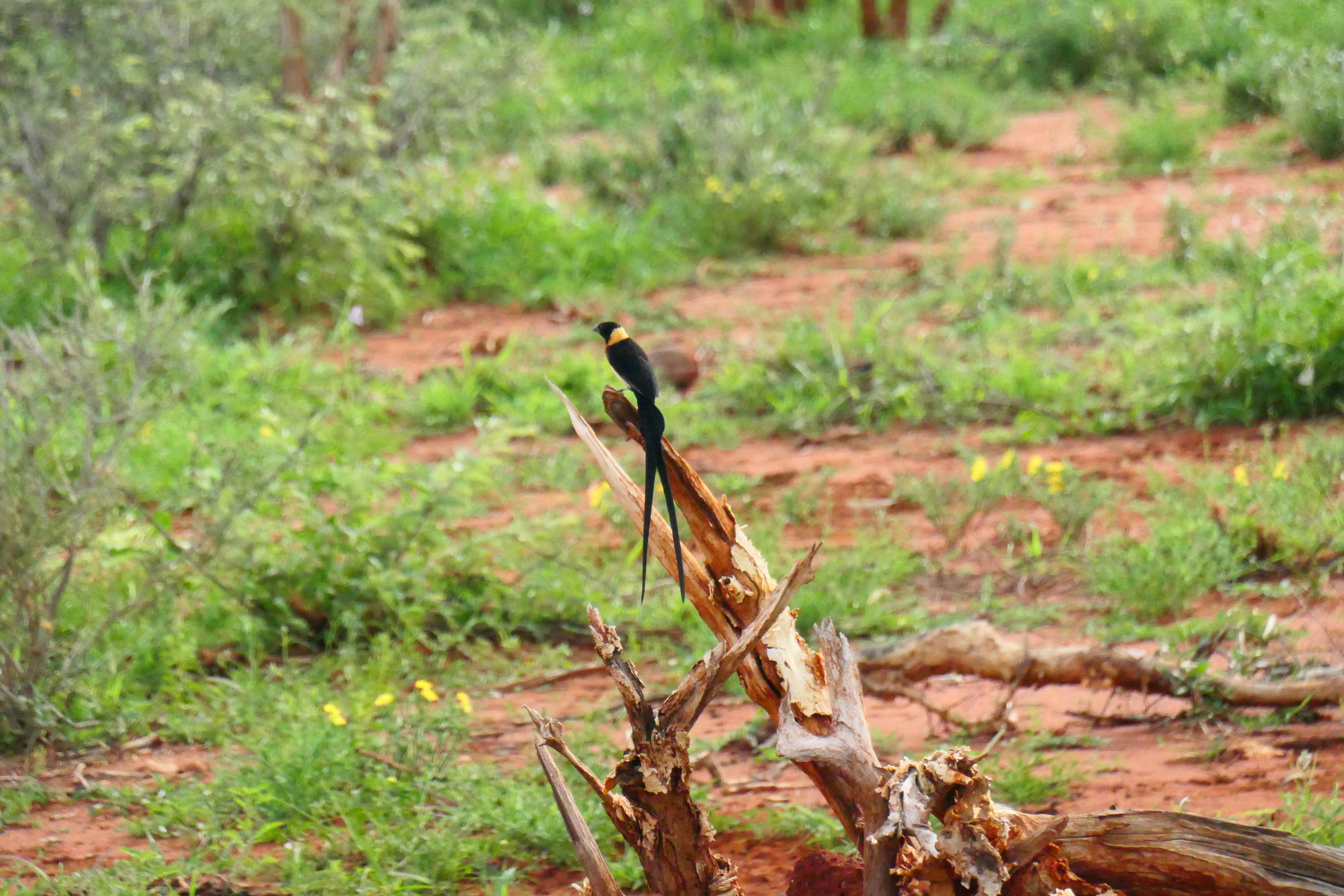 A striking bird perched on a weathered log, surrounded by vibrant green foliage and earthy tones of the landscape.