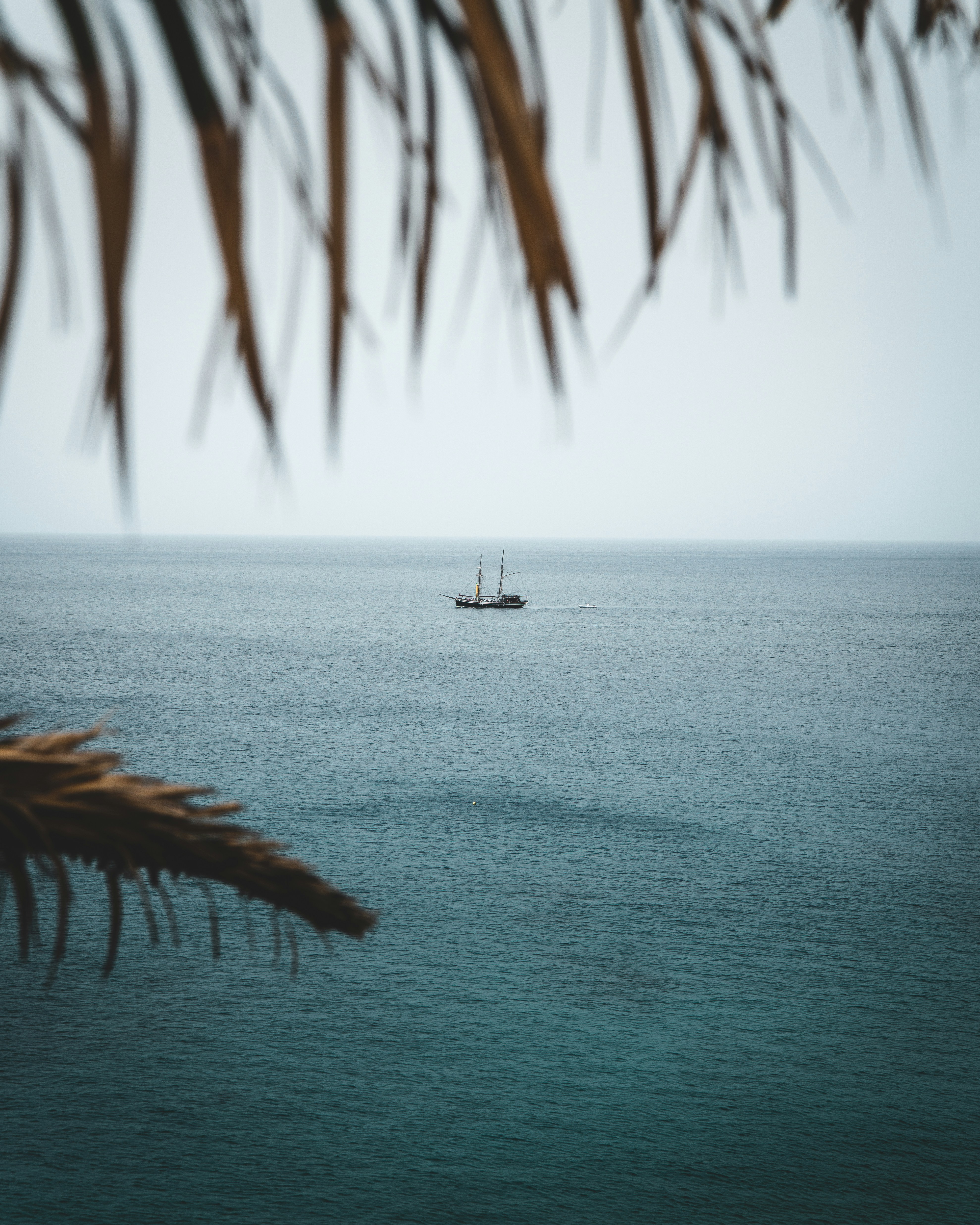 Horizon Sailboat Framed by Palm Fronds over a Quiet Sea