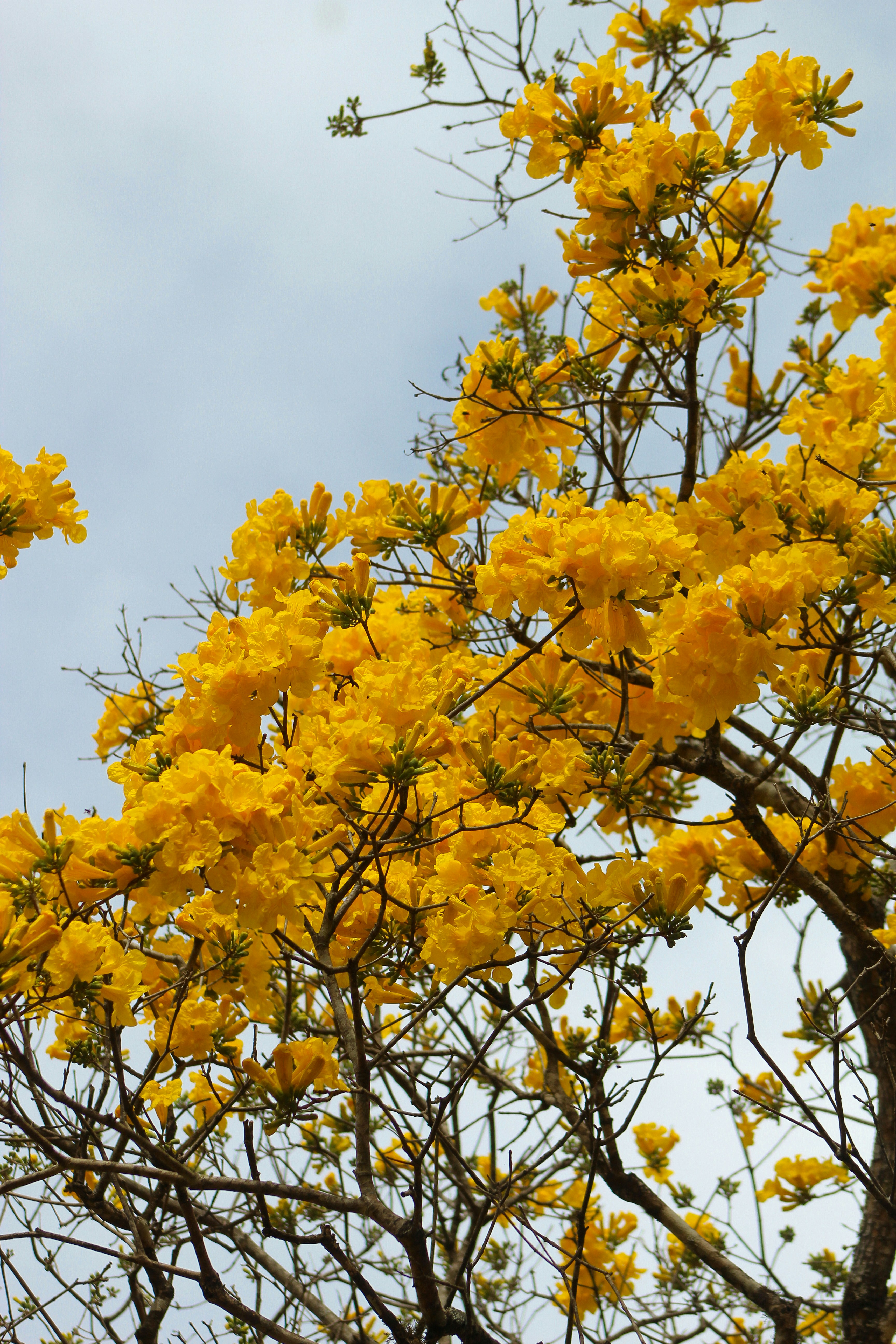 Yellow leaf tree under blue sky during daytime photo – Free Ipe tree ...