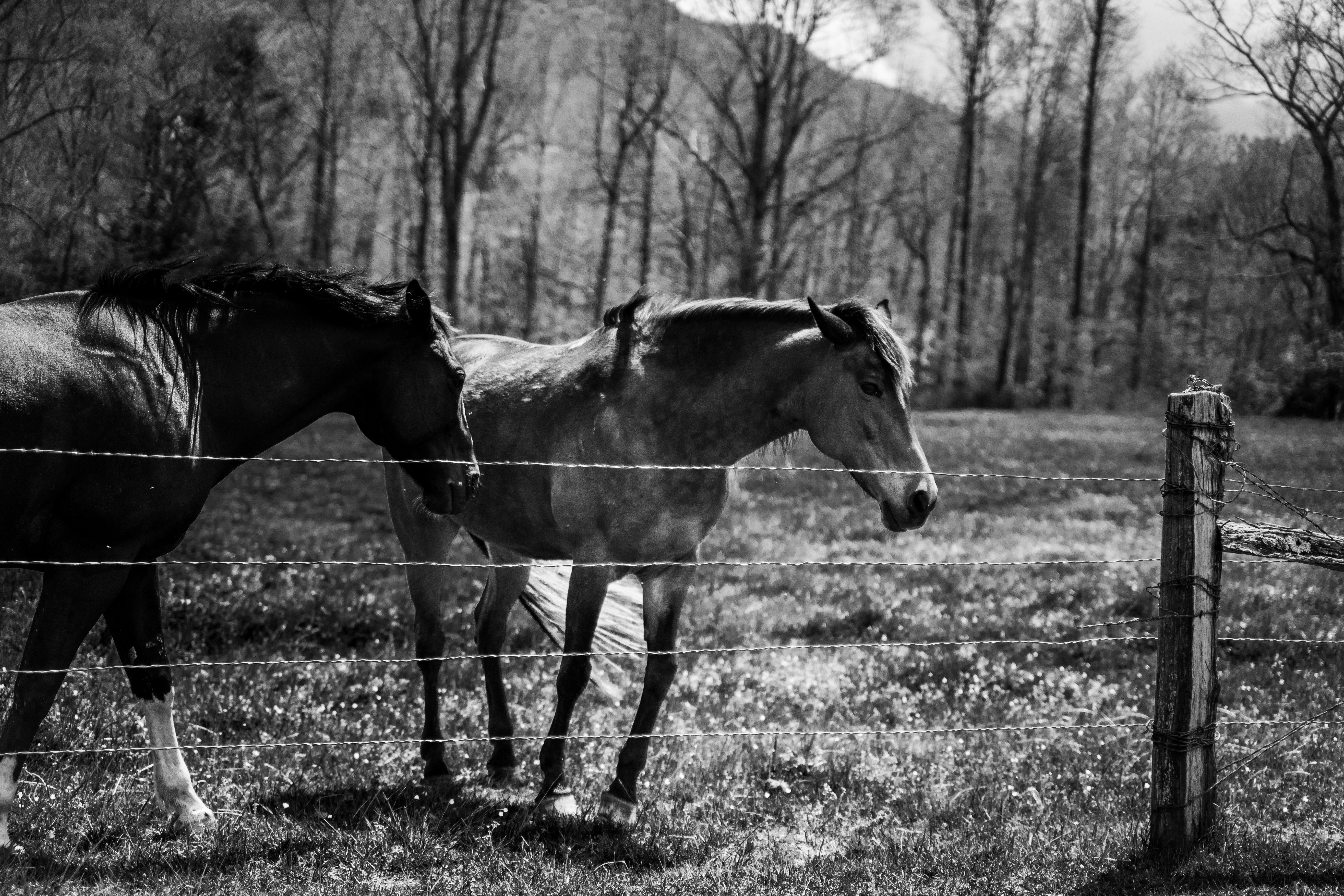 Two horses interacting near a barbed wire fence in a serene pasture, surrounded by trees and distant mountains. Black and white photography enhances the rustic atmosphere.