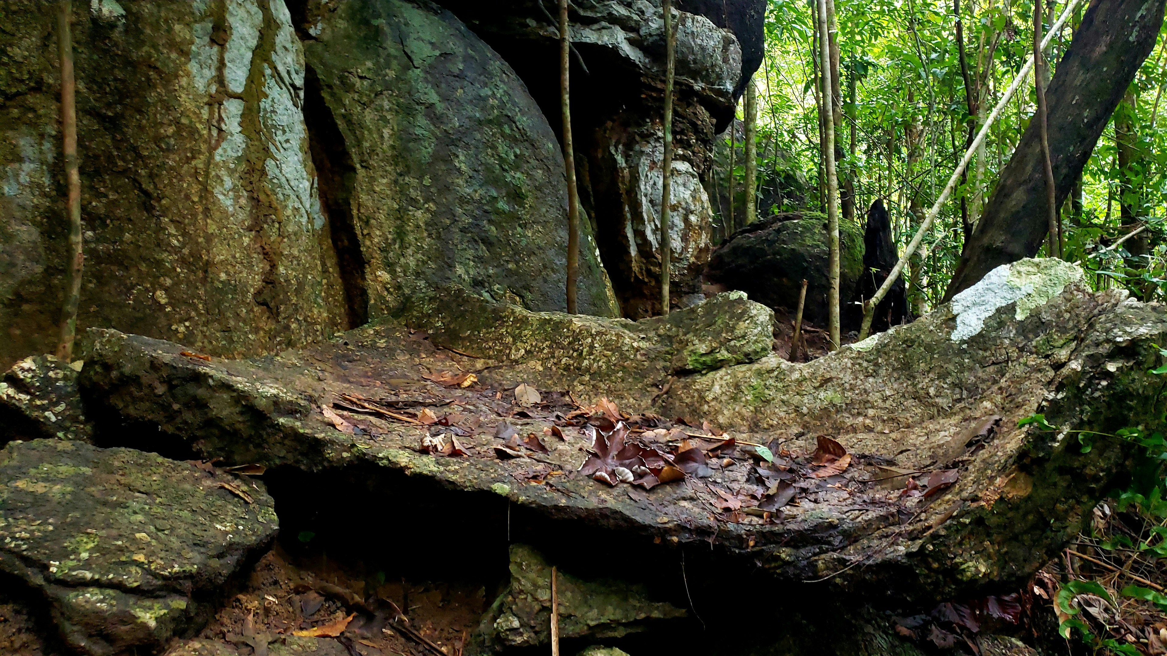 Moss-covered rock formation surrounded by dense green forest, with tall trees and scattered leaves on the ground.