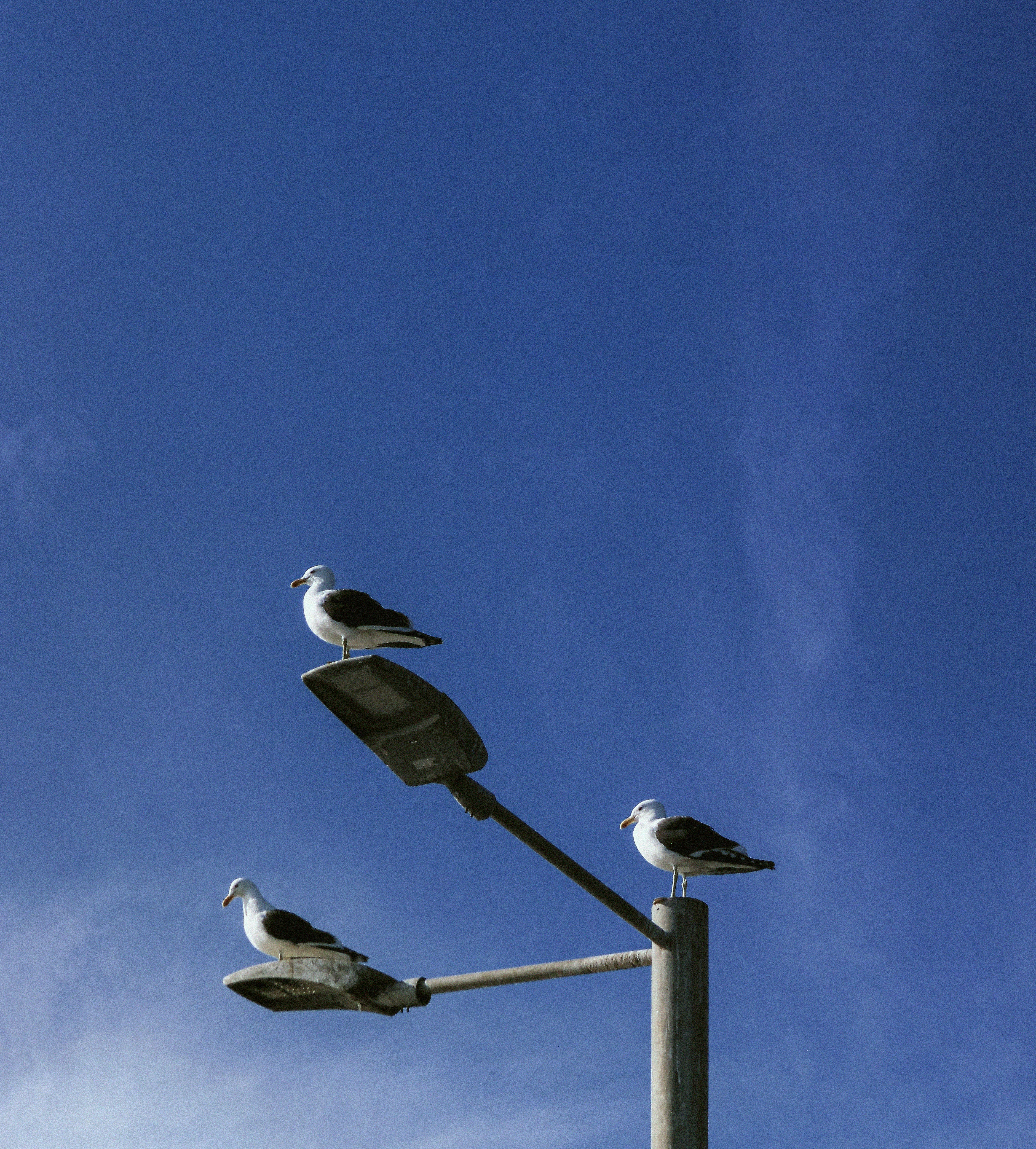 Three seagulls resting on streetlights against a clear blue sky, showcasing a serene moment in urban wildlife.