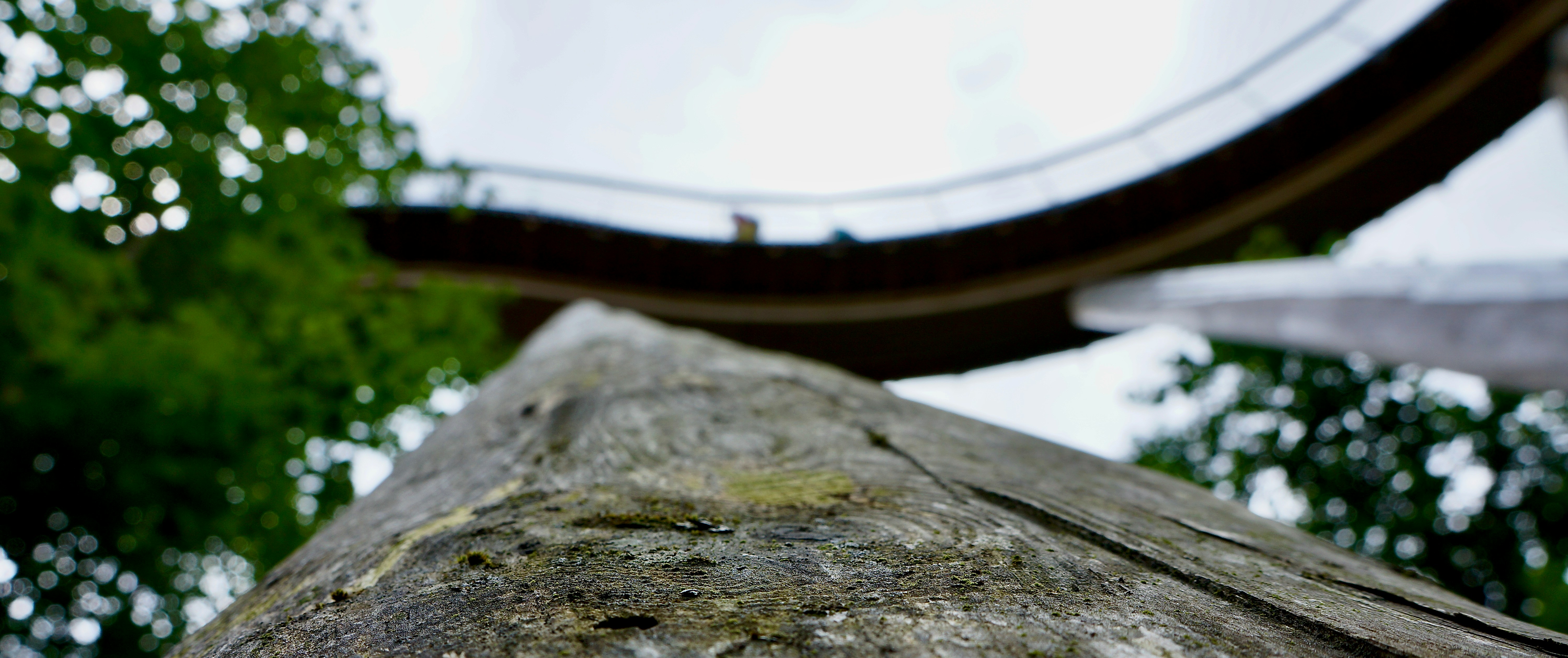 Kintsugi of a Sky-Bridge gaze: upward look at a weathered trunk