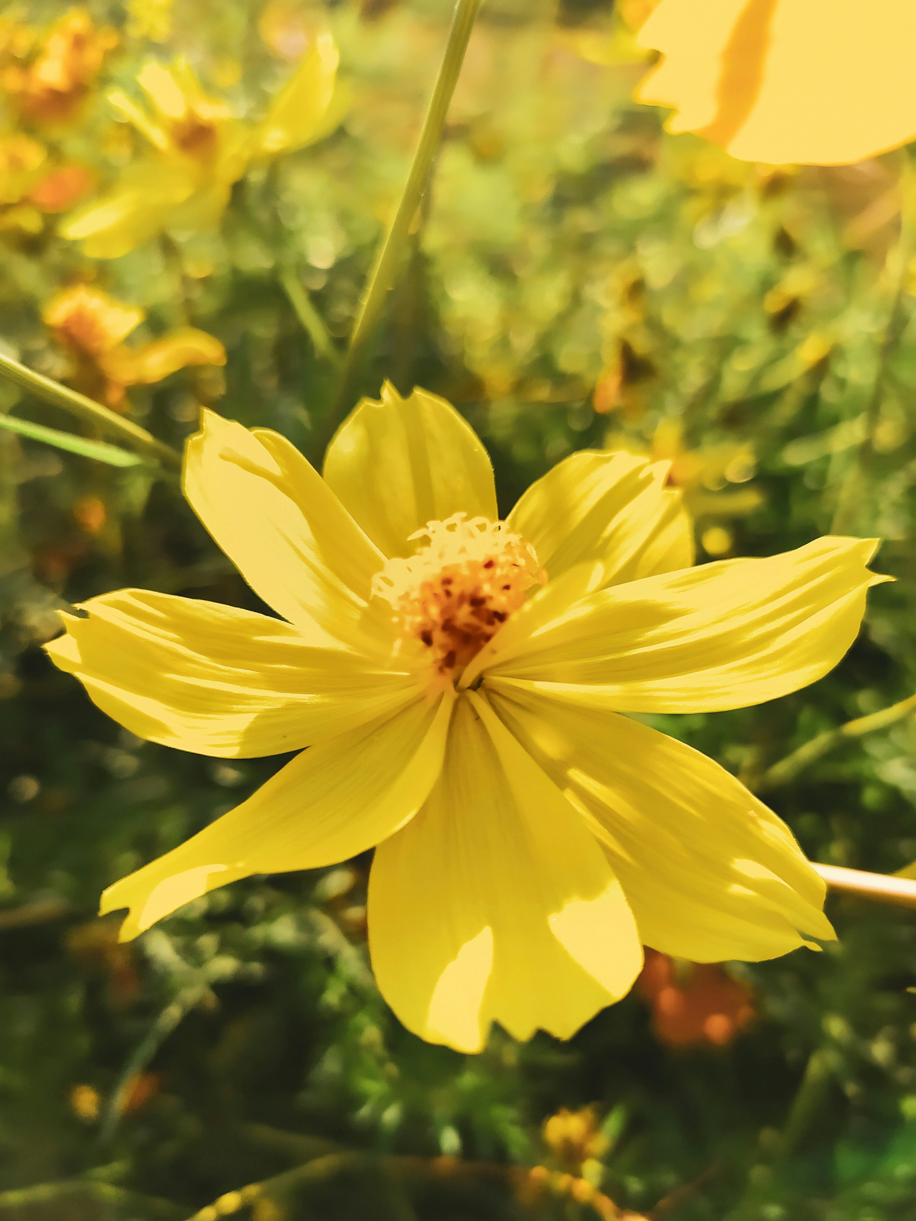 Sunlit Yellow Blossom Framed by a Velvet Green Blur