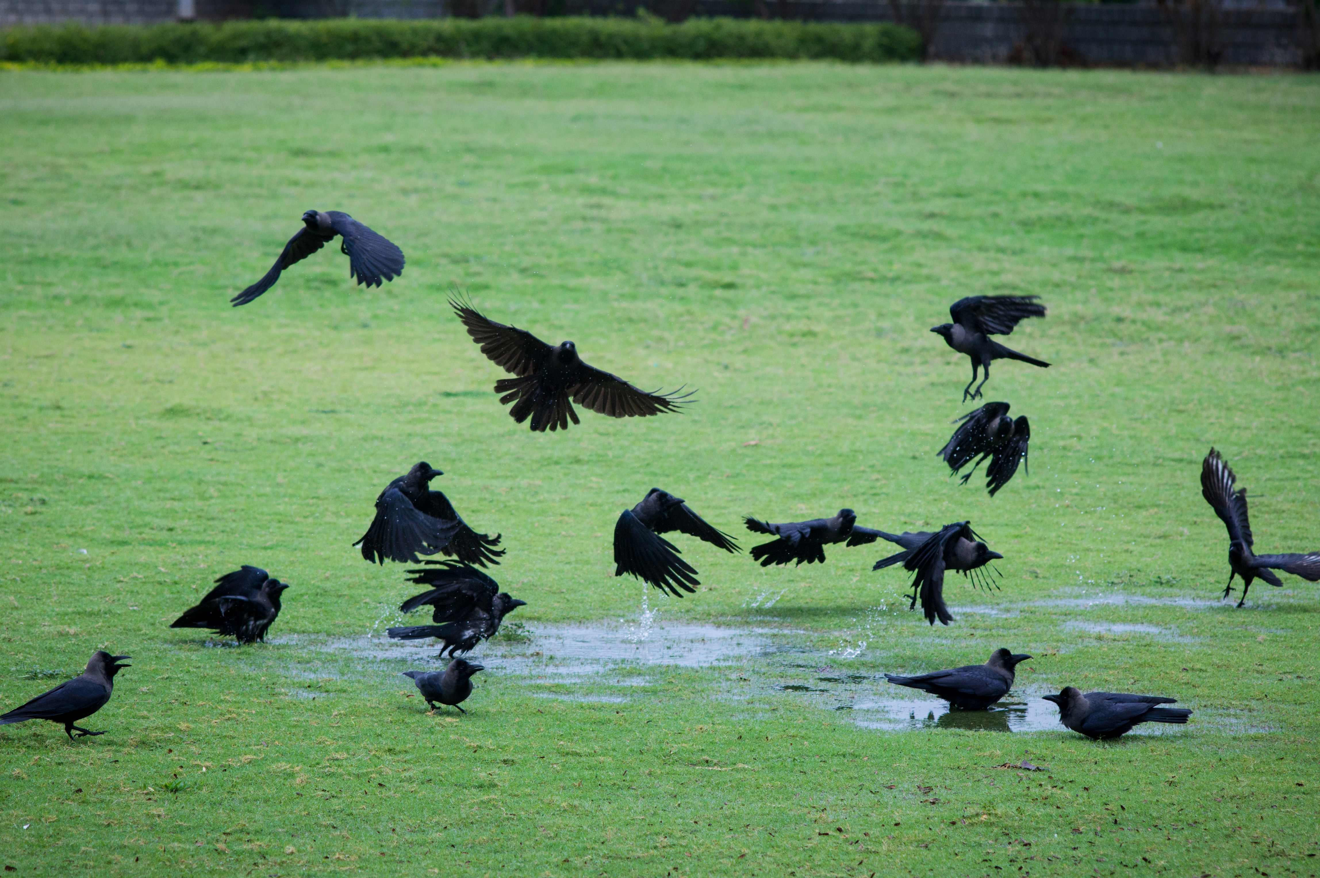 A flock of crows splashes in puddles on a grassy field, showcasing their dynamic movements and interactions.