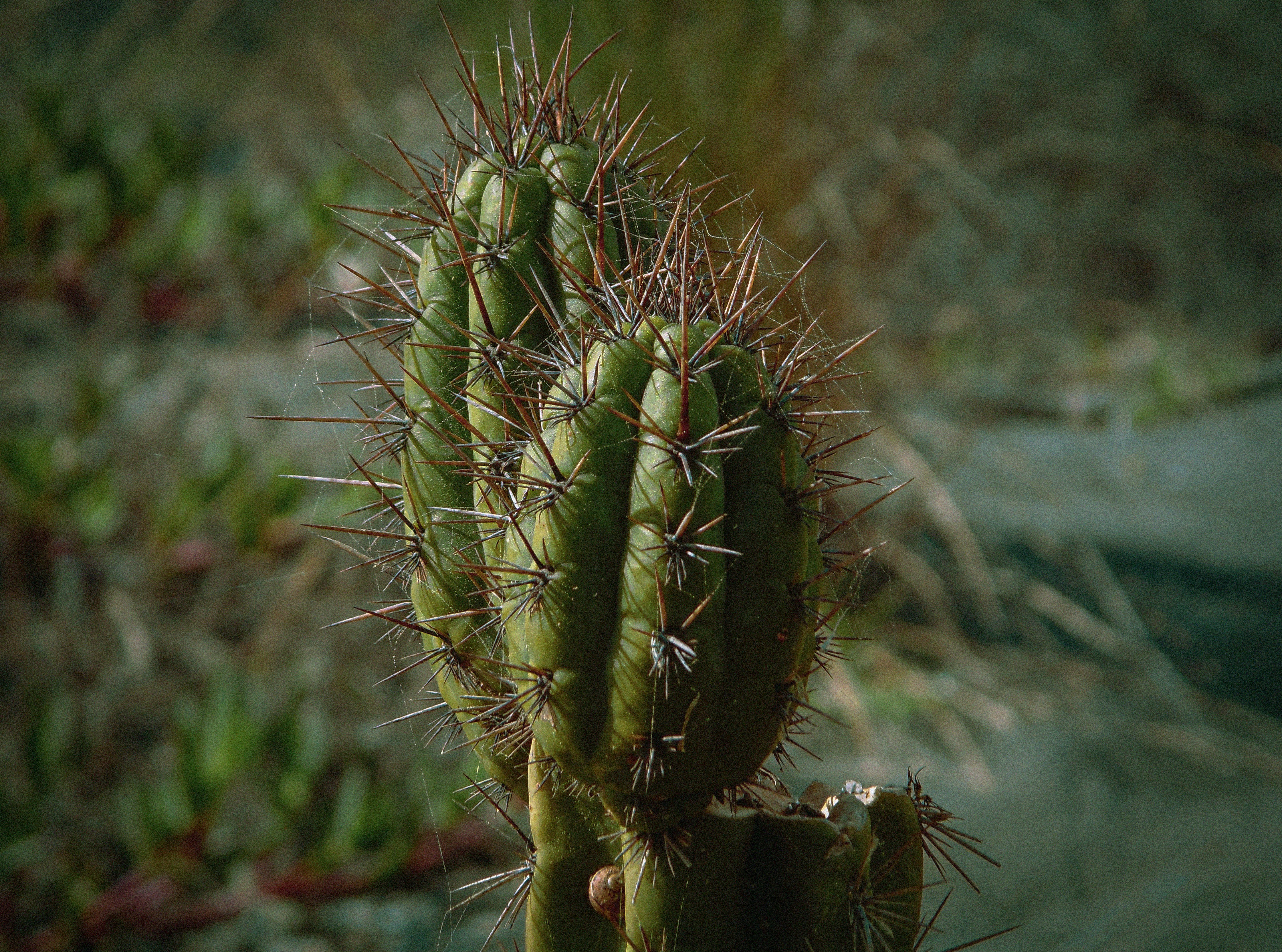Close-up of a cactus with prominent spines, showcasing its unique structure against a blurred natural background.