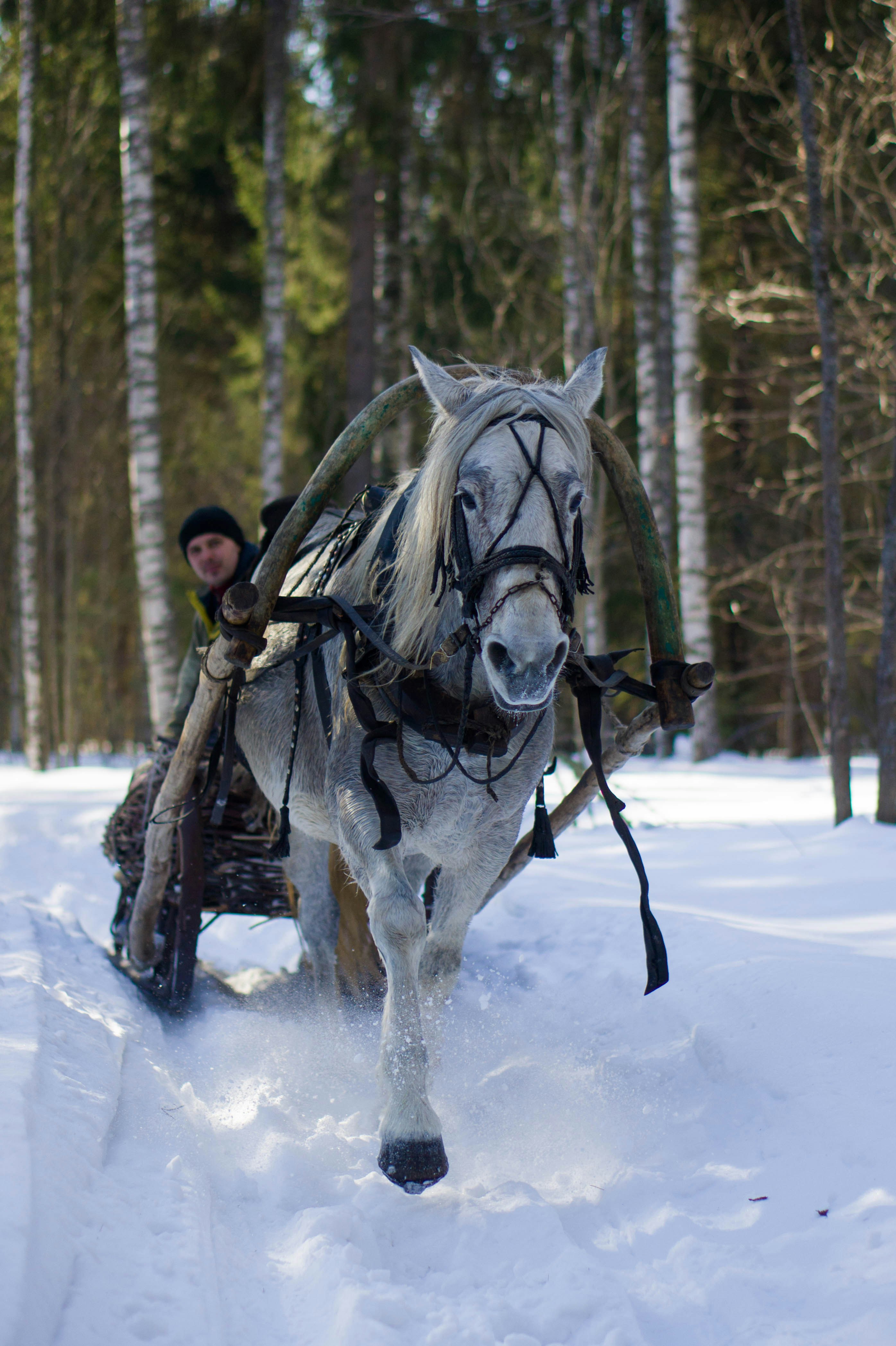 Hoofbeats Through White Pines: A White Horse Guides a Snowy Sleigh