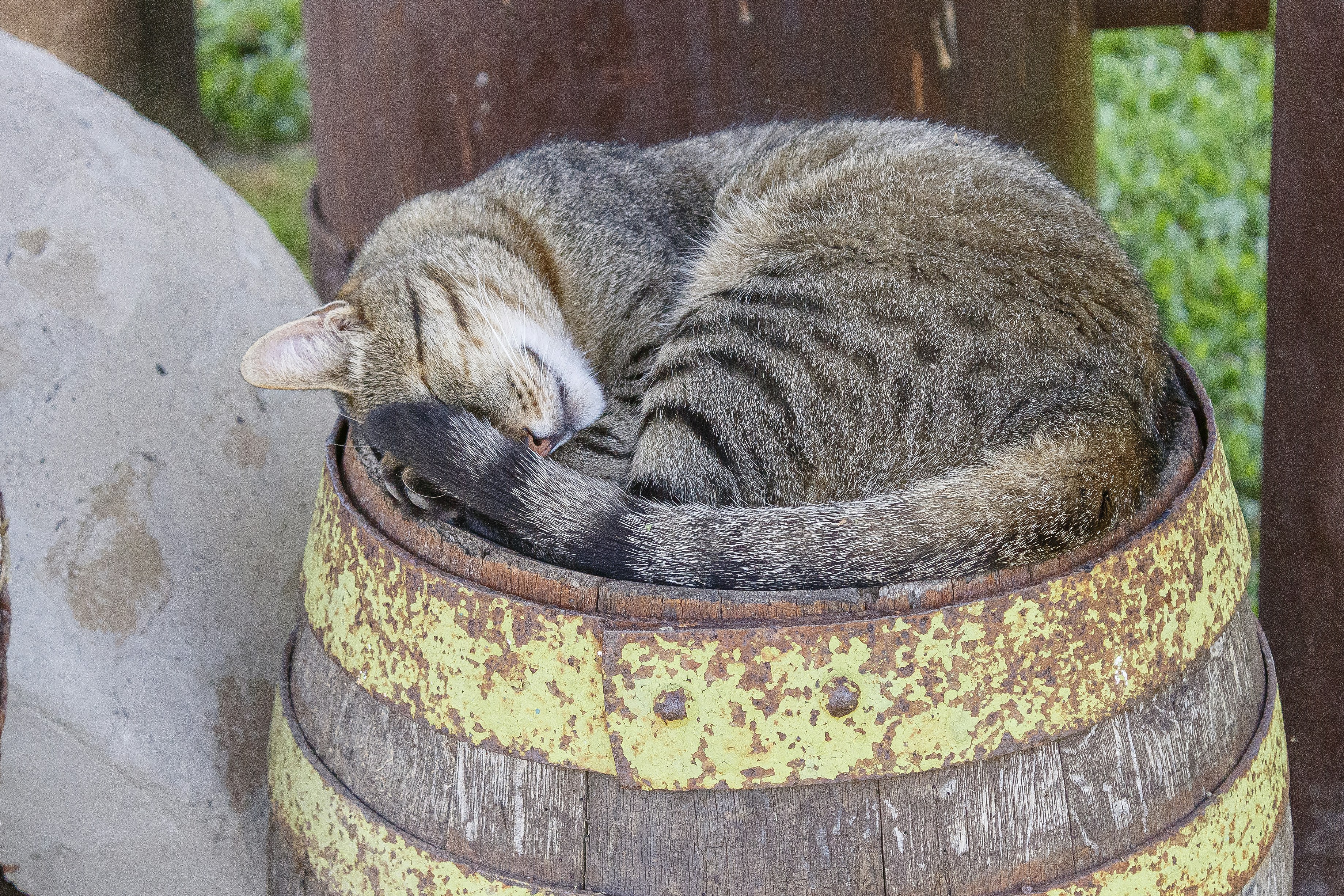 silver tabby cat lying on brown wooden round table