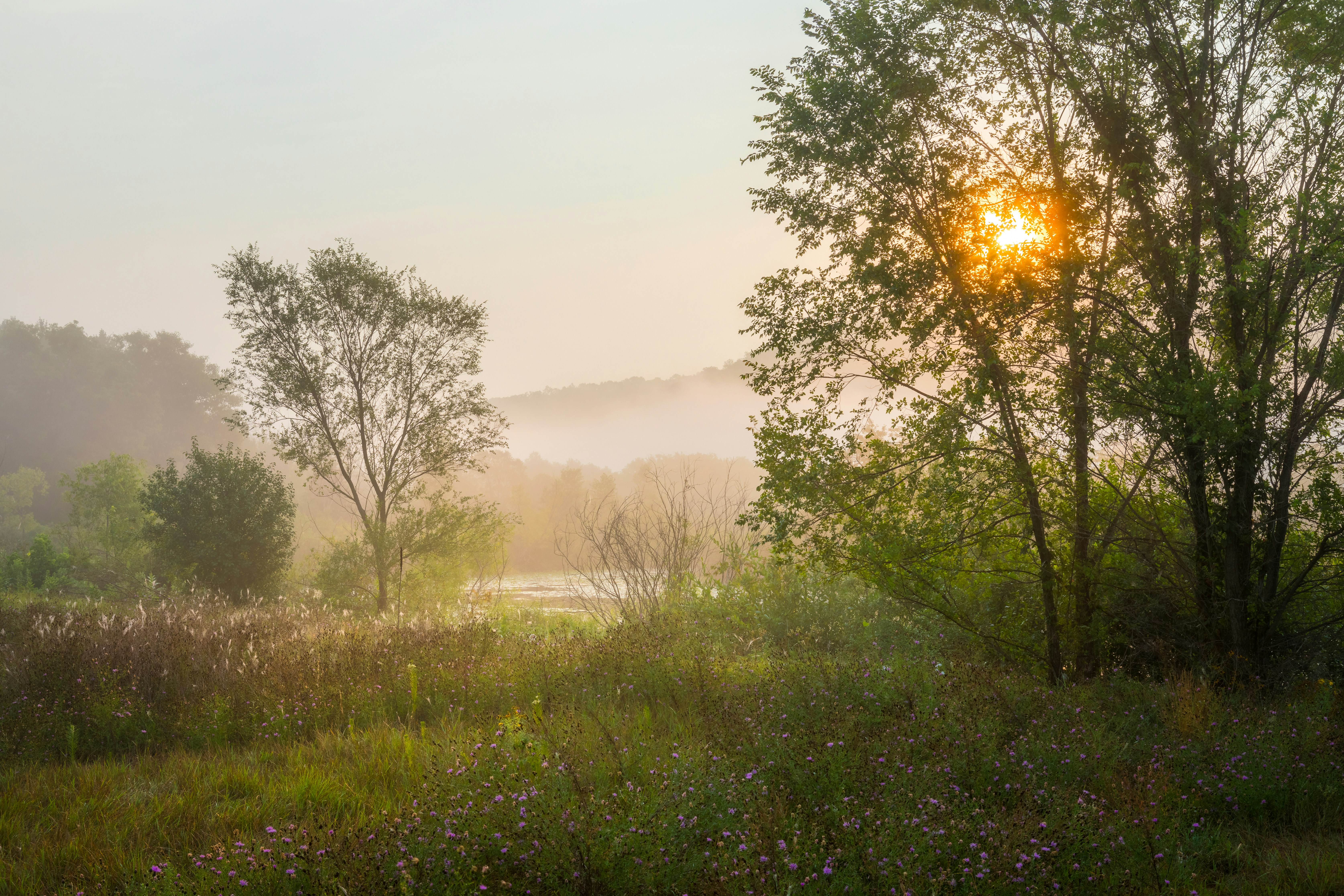 Early Light Over Fog-Washed Meadow