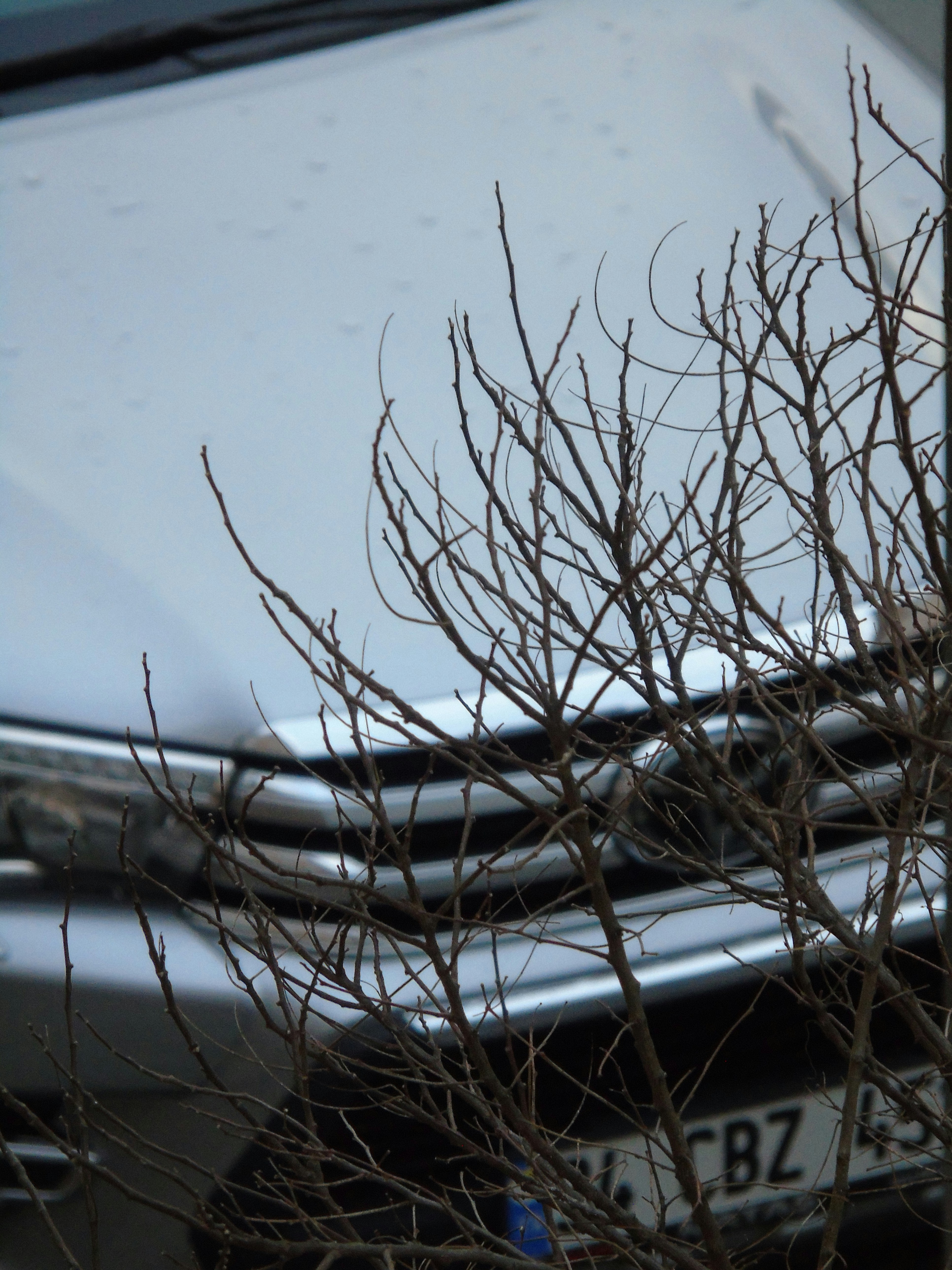 A silver car partially obscured by a delicate, bare-branched shrub, with droplets of water glistening on its surface.