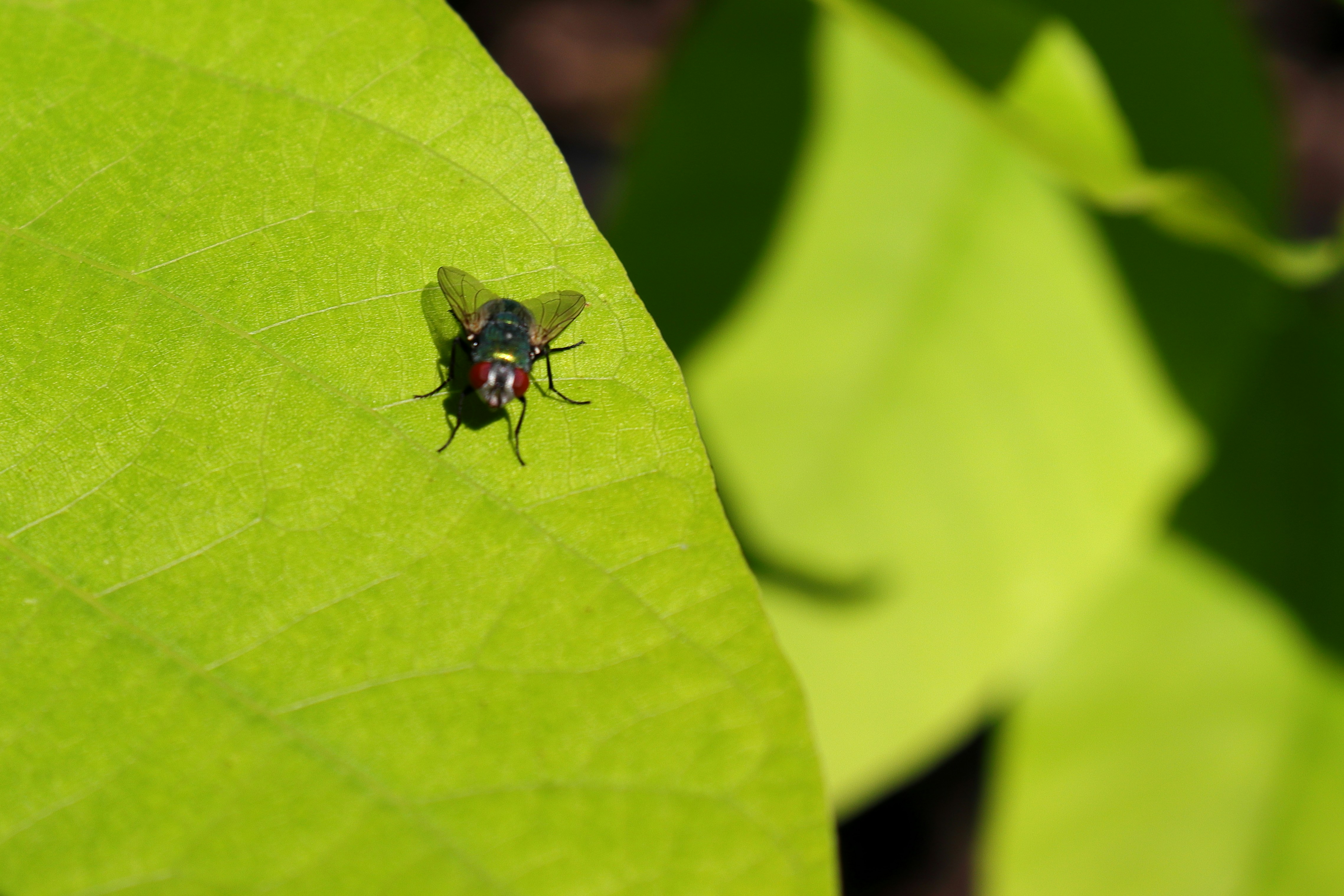 A close-up of a fly resting on a vibrant green leaf, showcasing intricate details of its body against the lush backdrop.