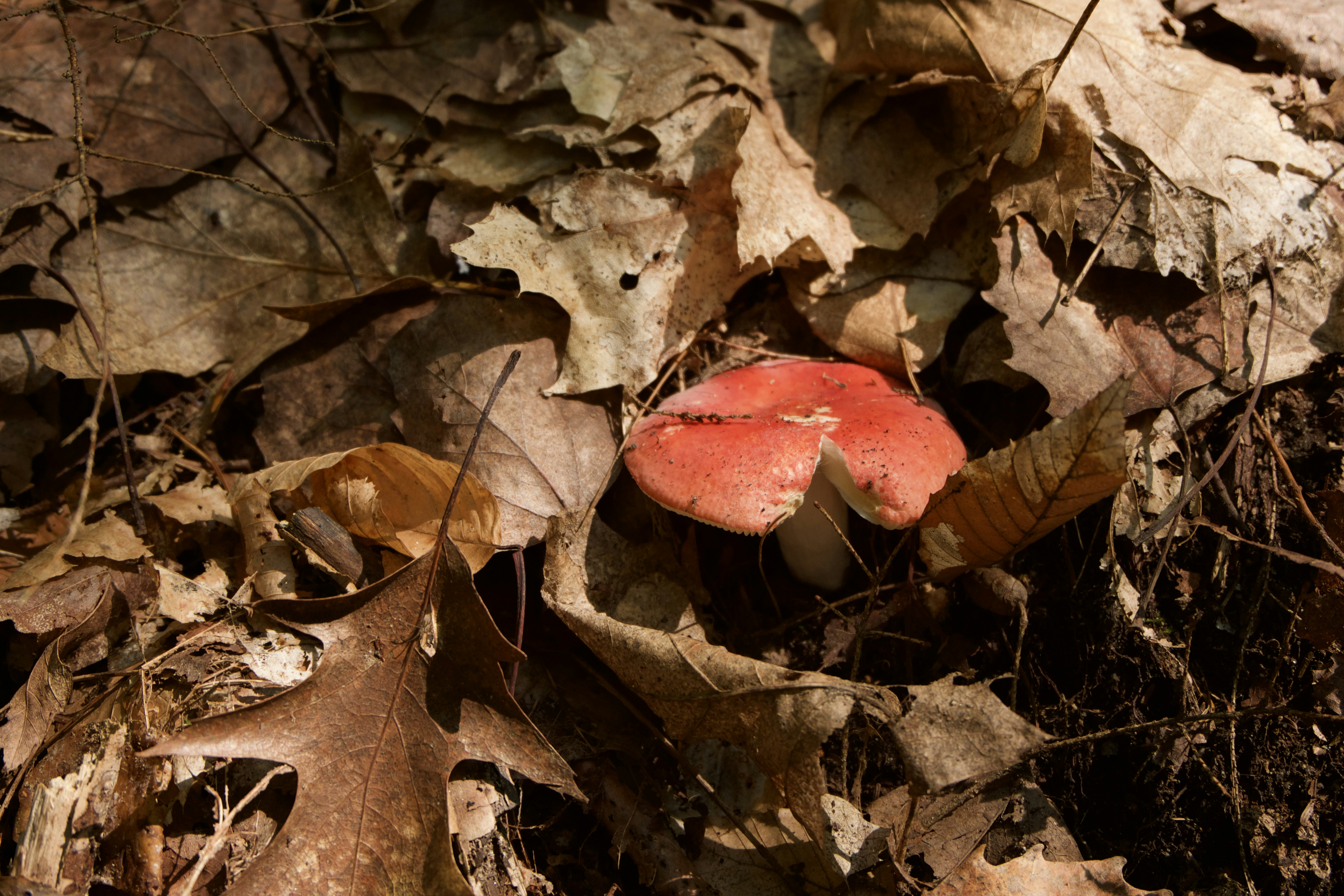 Vibrant red mushroom peeking through a blanket of dried leaves in a woodland setting.