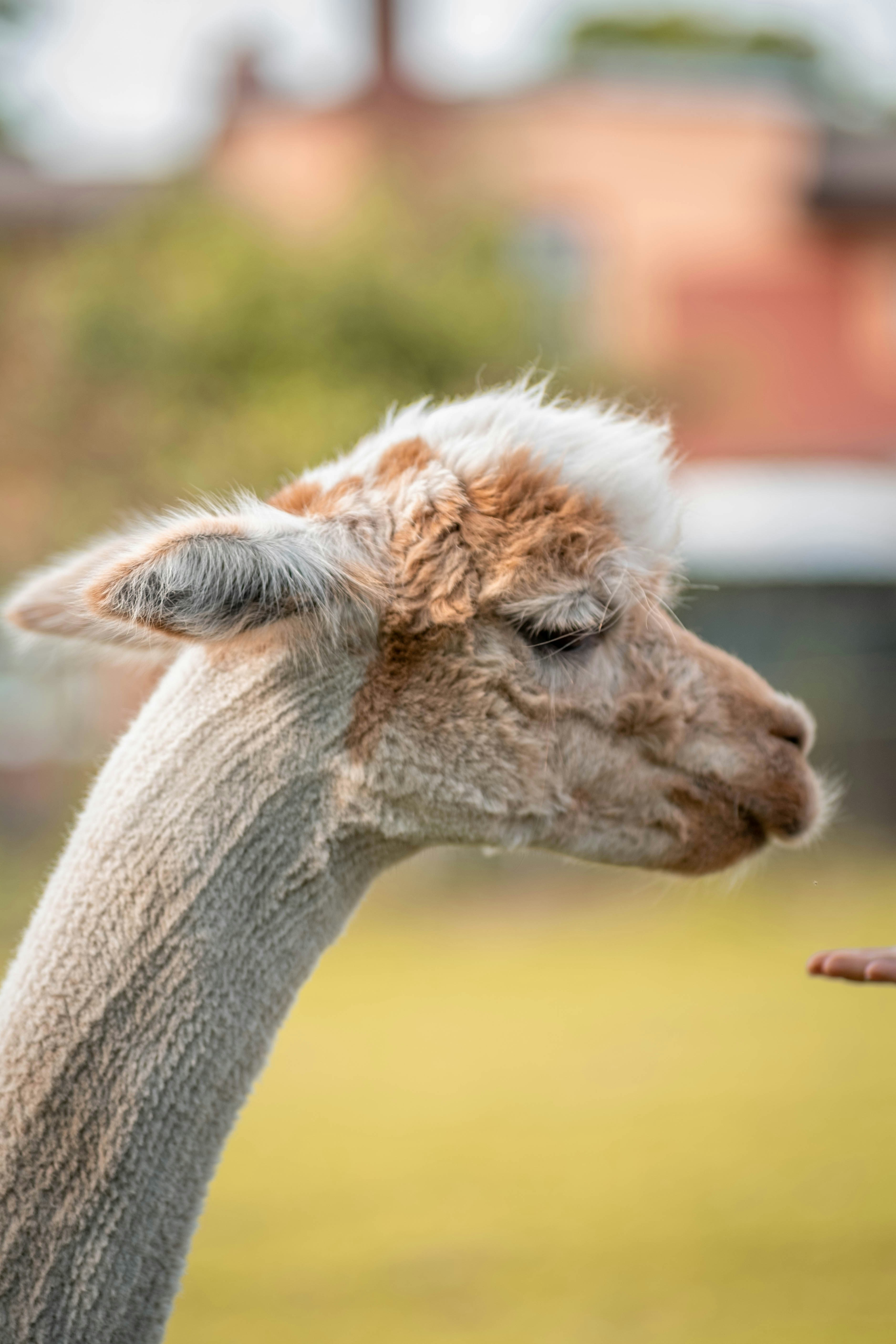 Close-Range Gaze: Gentle Gaze of a Curious Alpaca