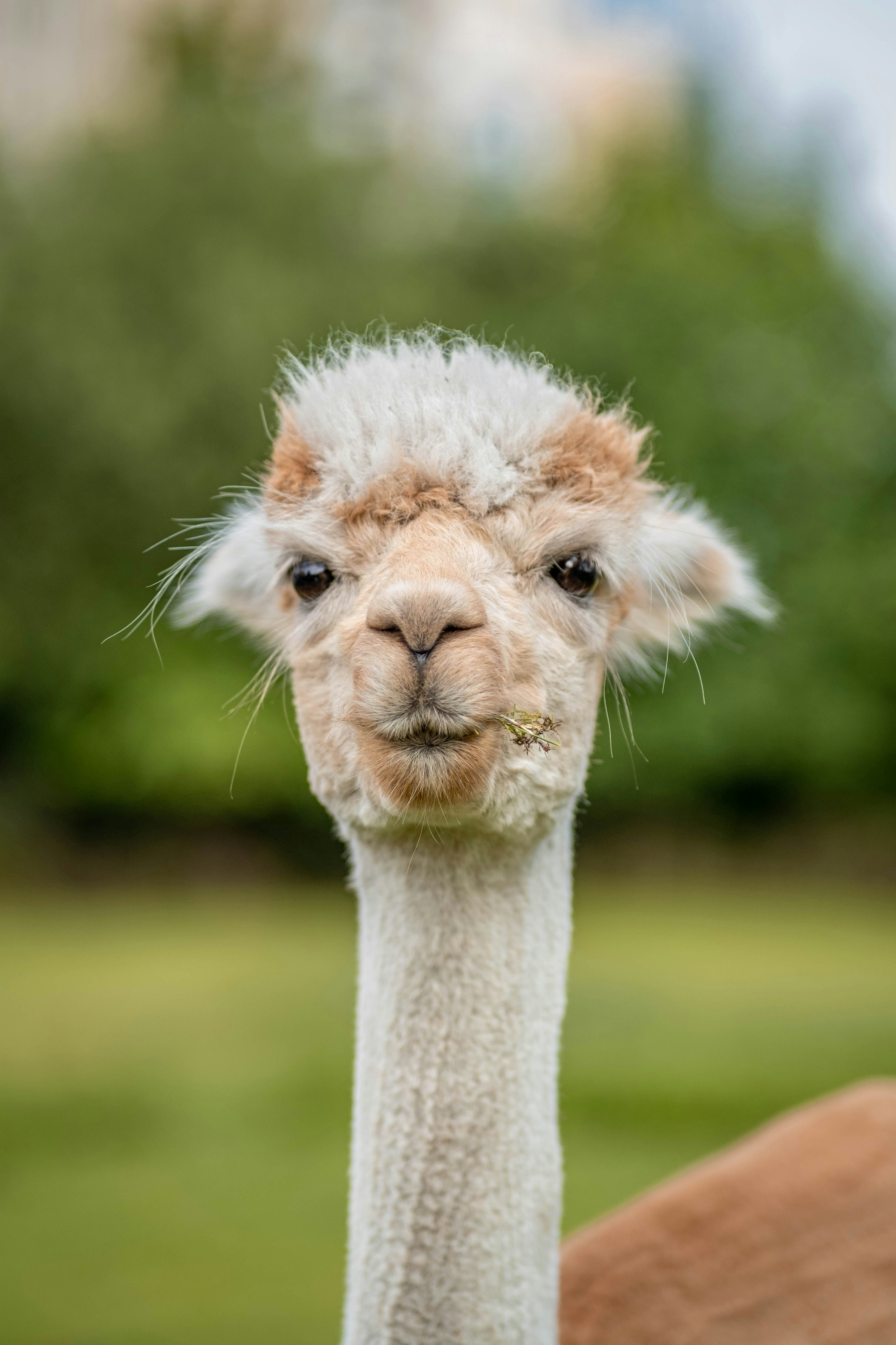 Baby Llamas Smiling