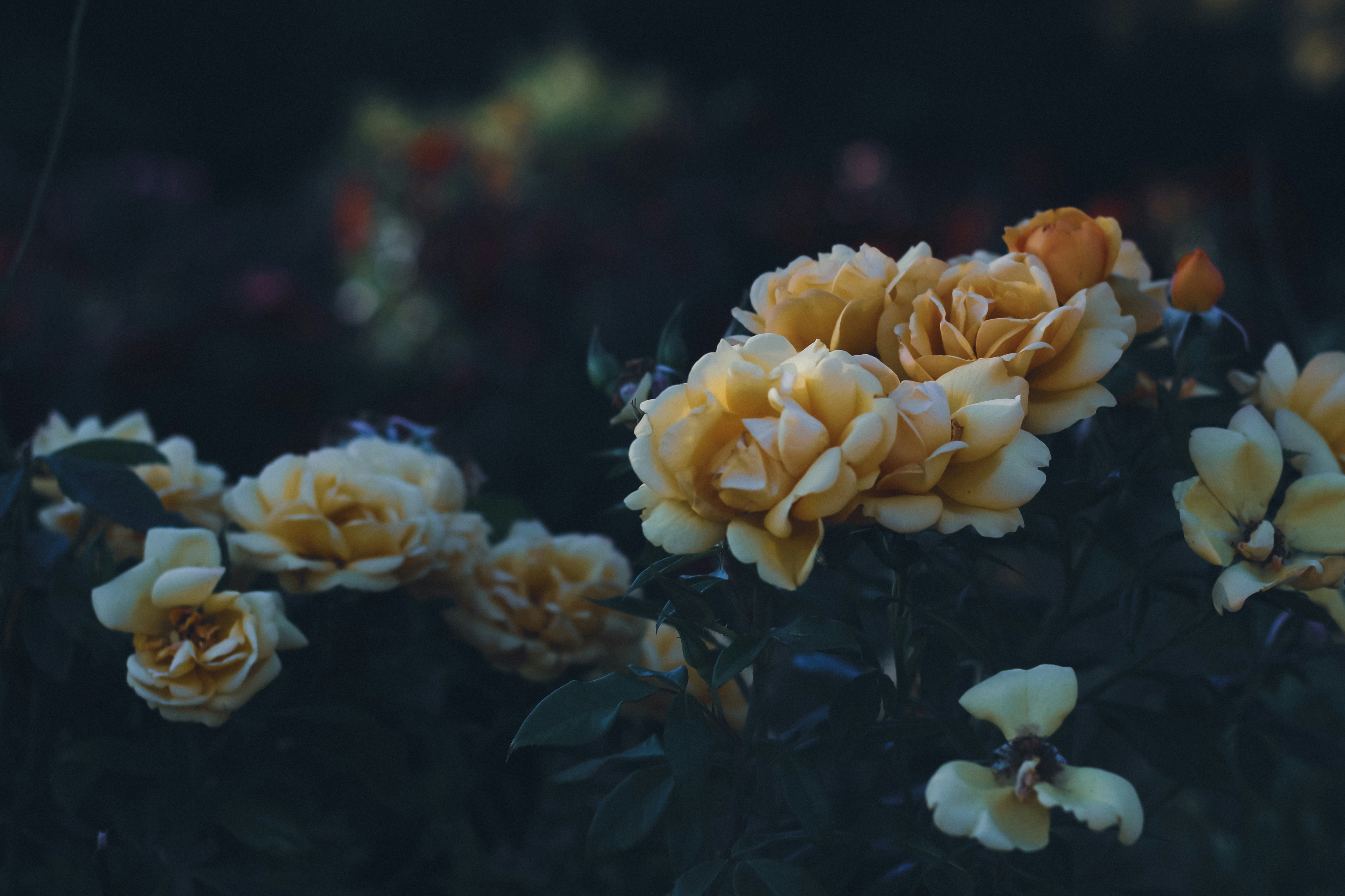 Moonlit Yellow Roses Beneath a Velvet Night