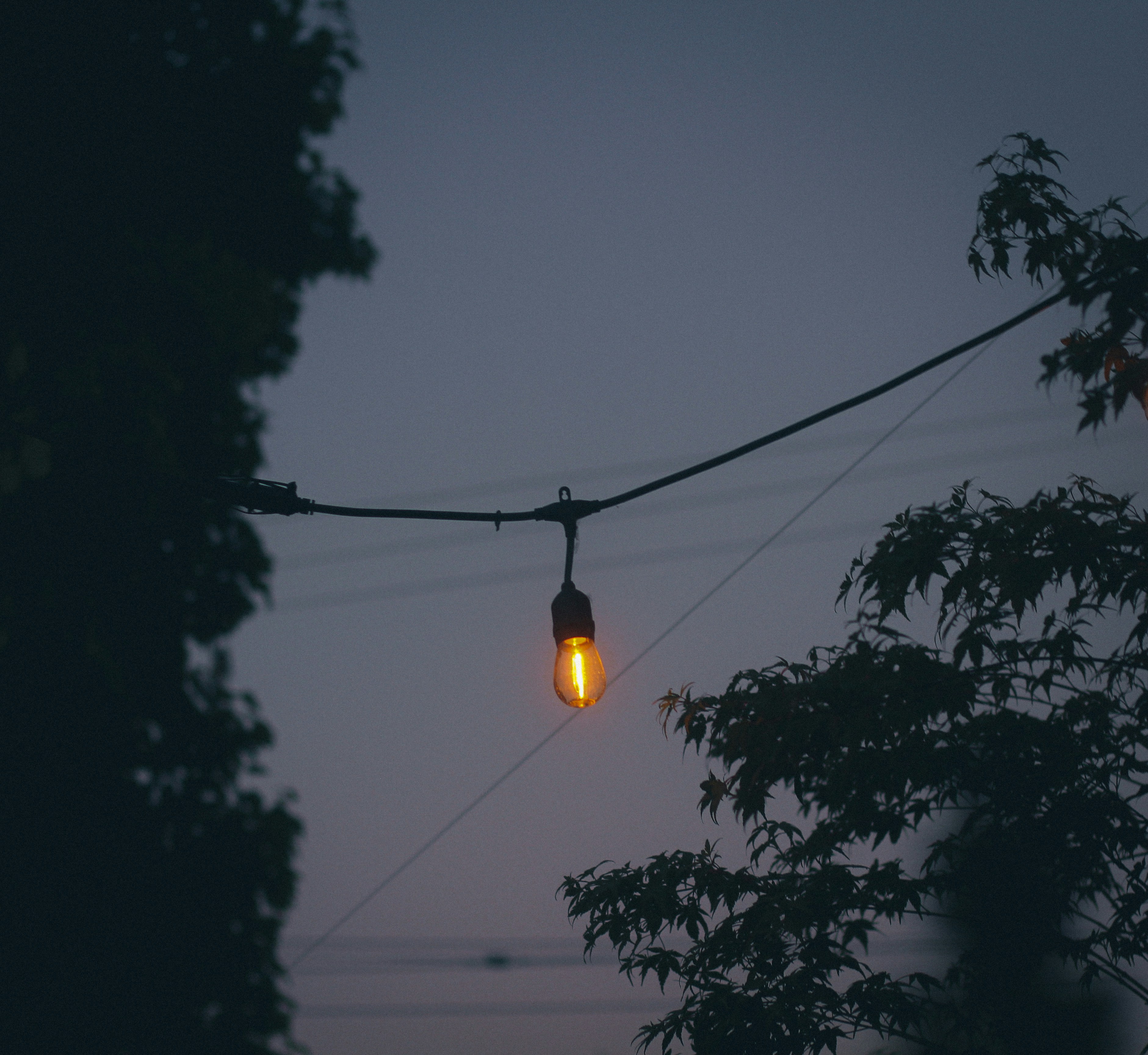 A solitary light bulb hangs from a wire against a twilight sky, surrounded by silhouetted foliage. The warm glow contrasts with the cool evening tones.