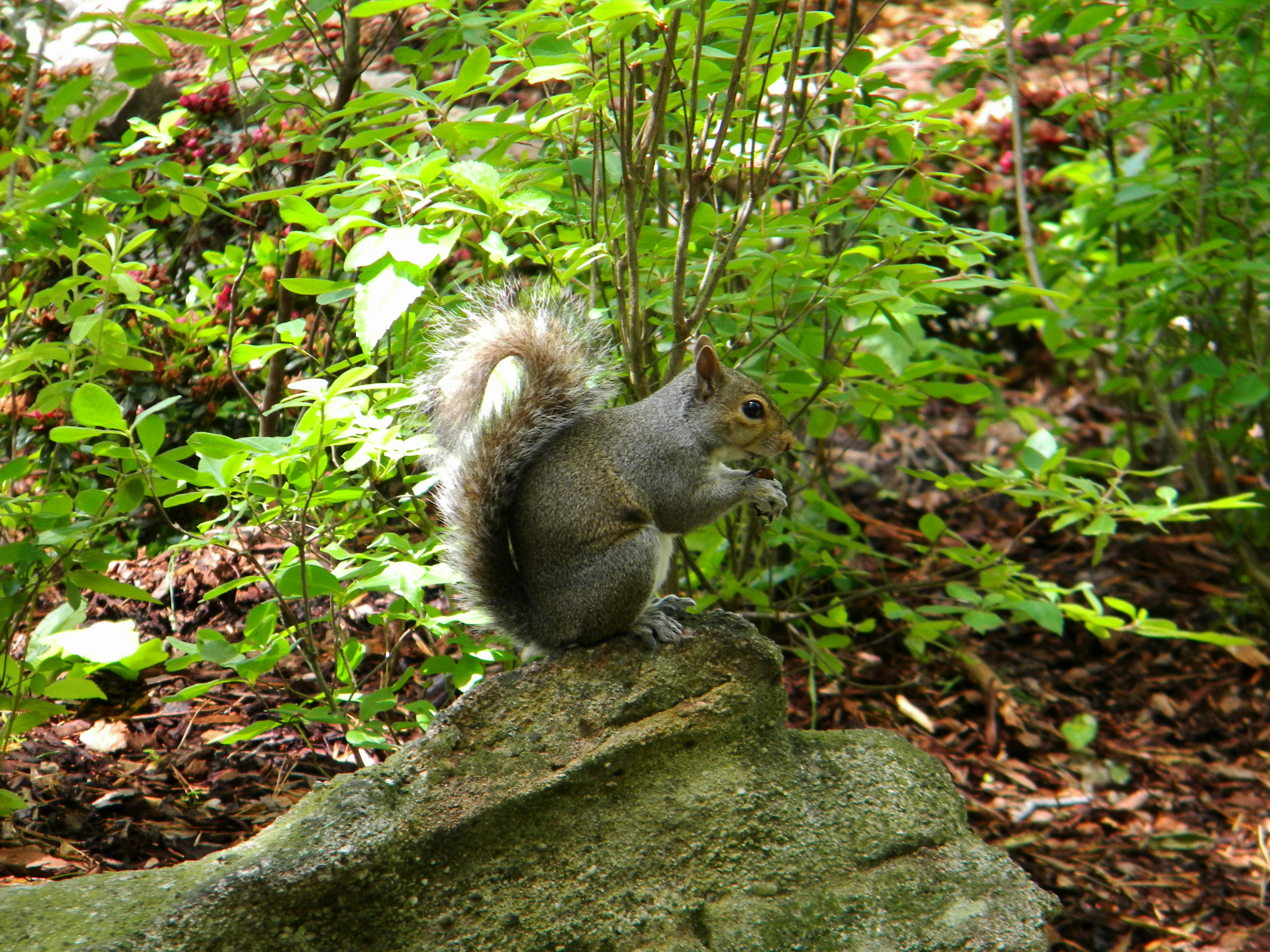 Squirrel on a Mossy Rock: a Quiet Moment in the Garden Greenery