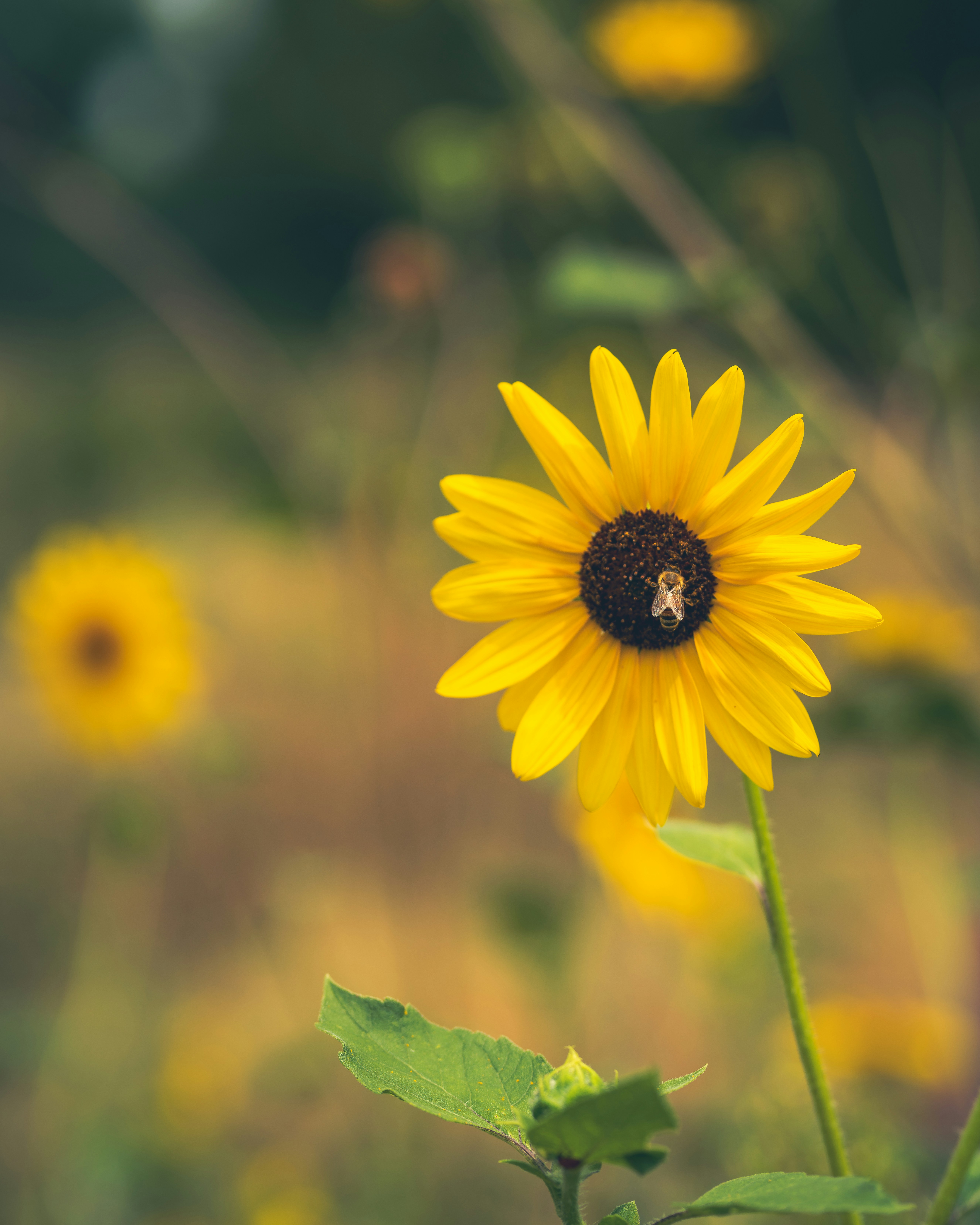 Sunflower in Focus: Golden Bloom Against Velvet Field Blur