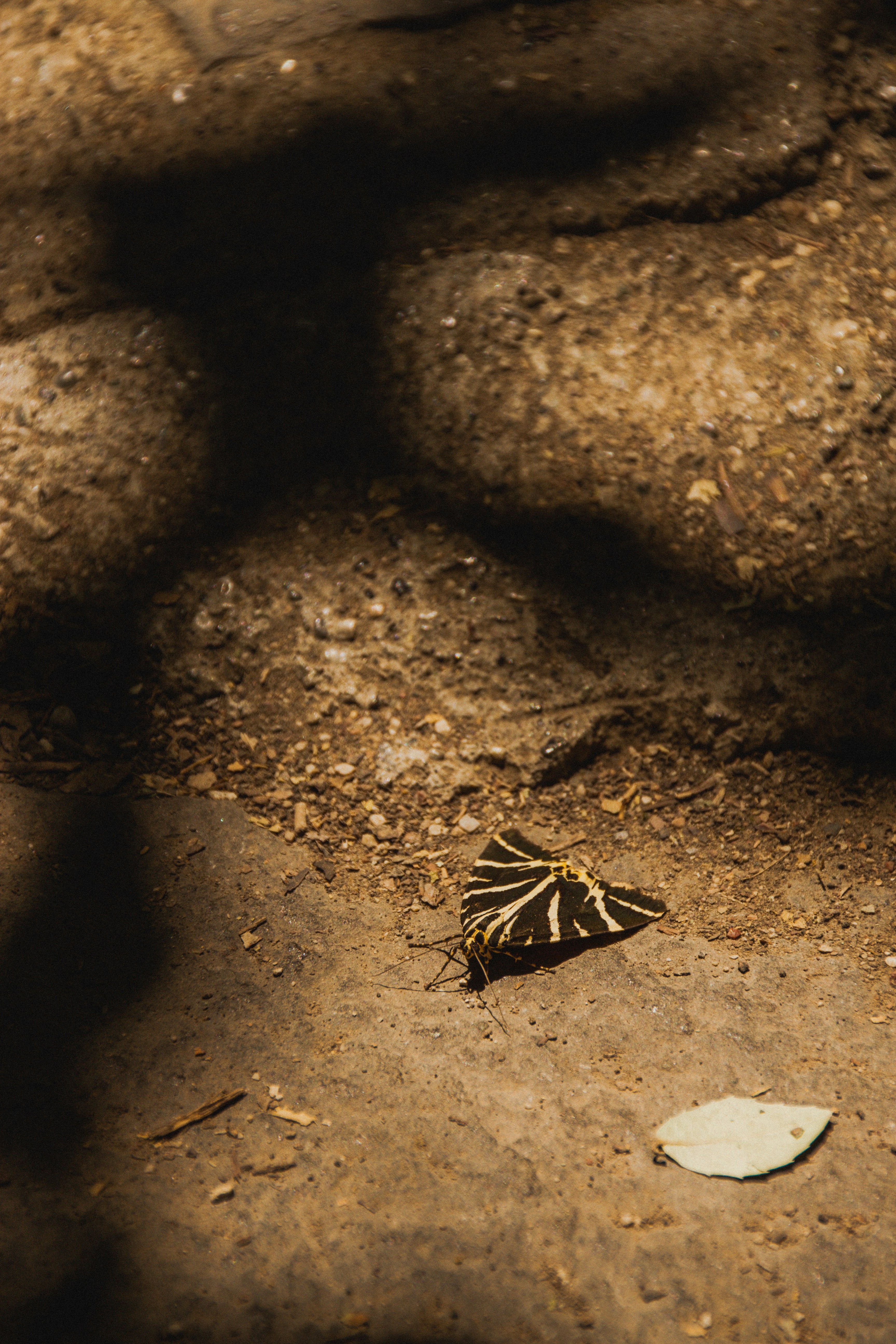 Zebra-Striped Butterfly on Sun-Warmed Dirt in Dappled Shade